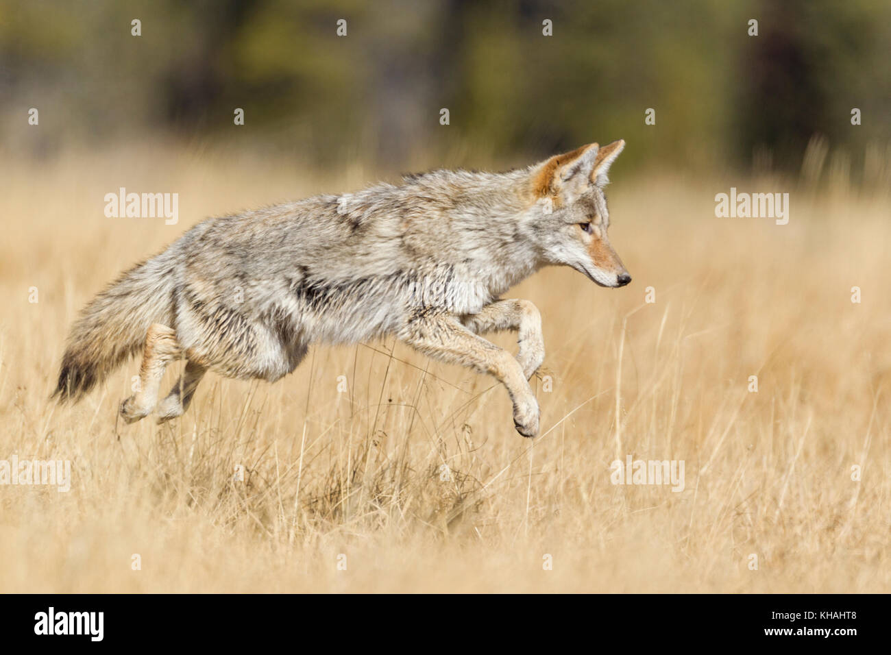 Coyote (Canis latrans) hunting mice in Yellowstone National Park Stock ...