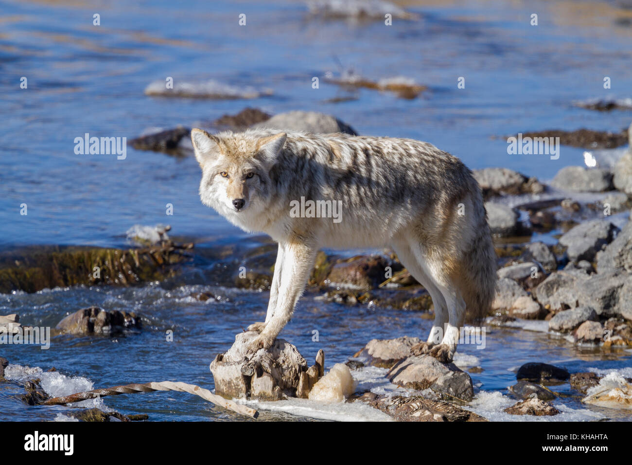 Coyote (Canis latrans Stock Photo - Alamy