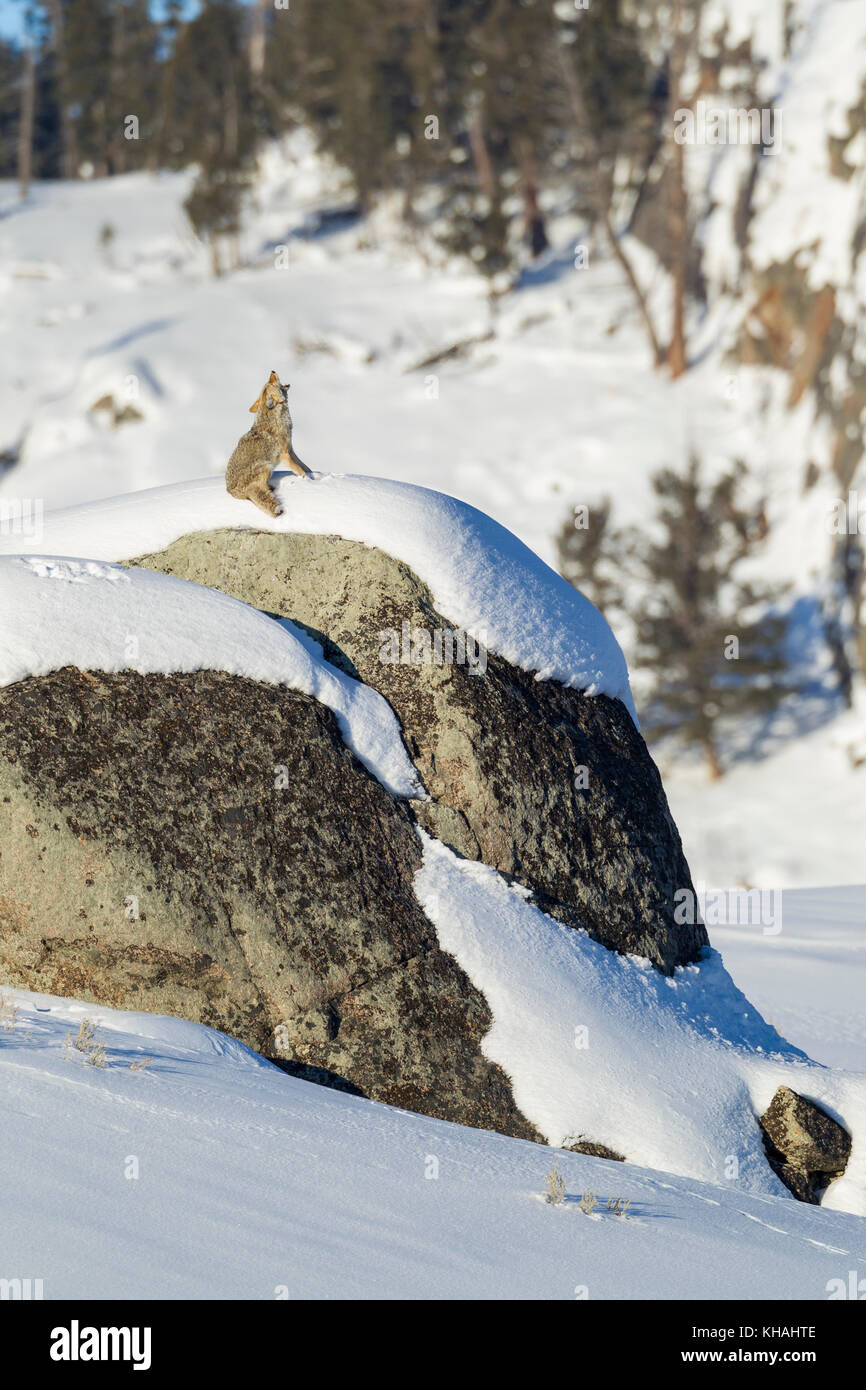 Coyote (Canis latrans) howling from top of boulder in Yellowstone ...