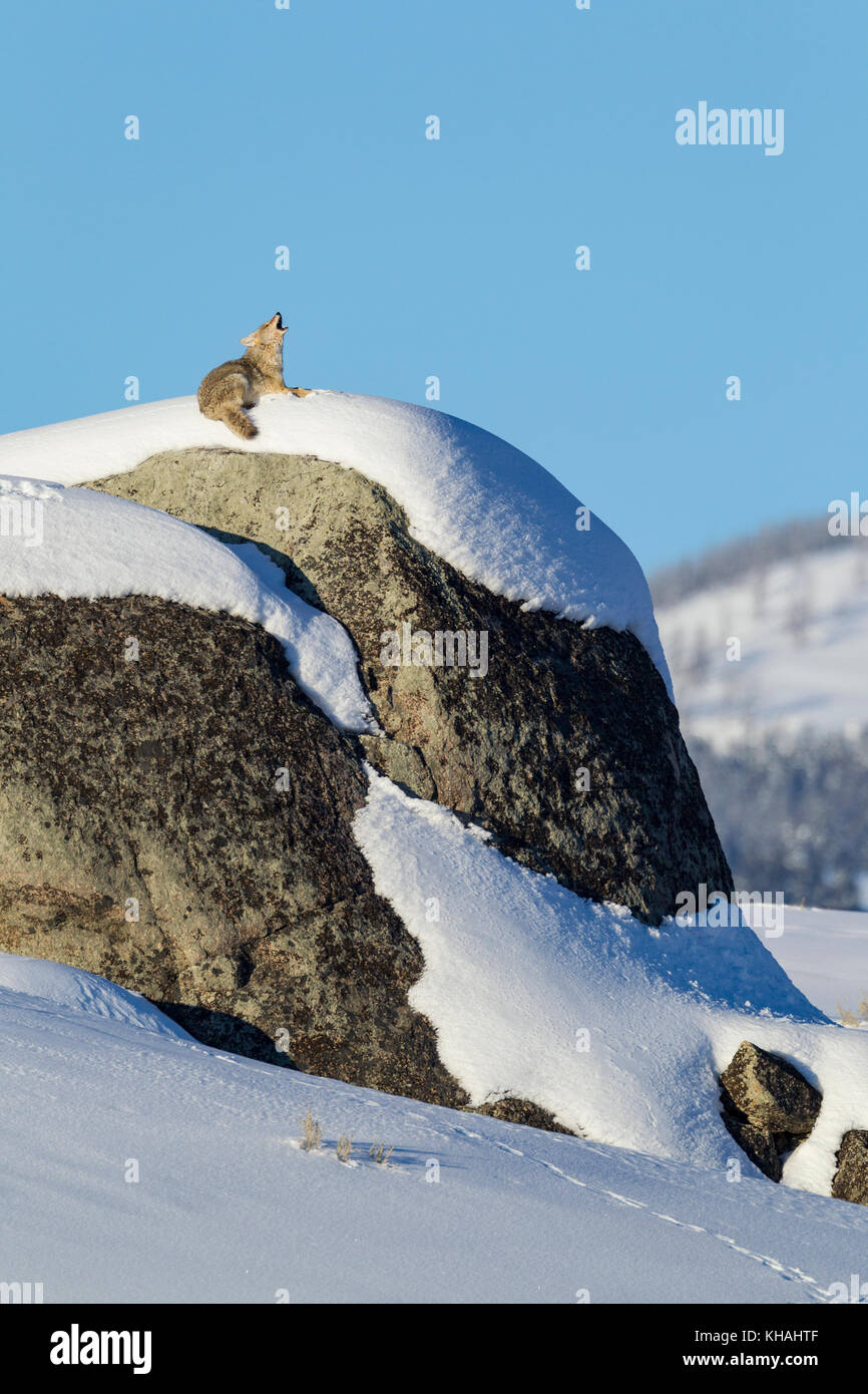 Coyote (Canis latrans) howling from top of boulder in Yellowstone ...