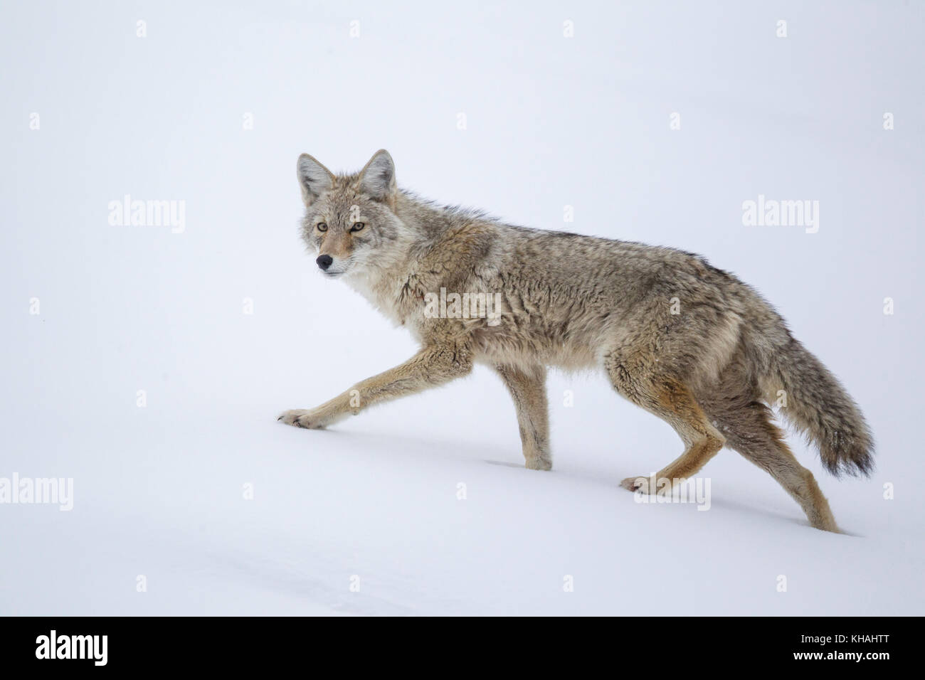 Coyote during winter in Yellowstone National Park Stock Photo - Alamy
