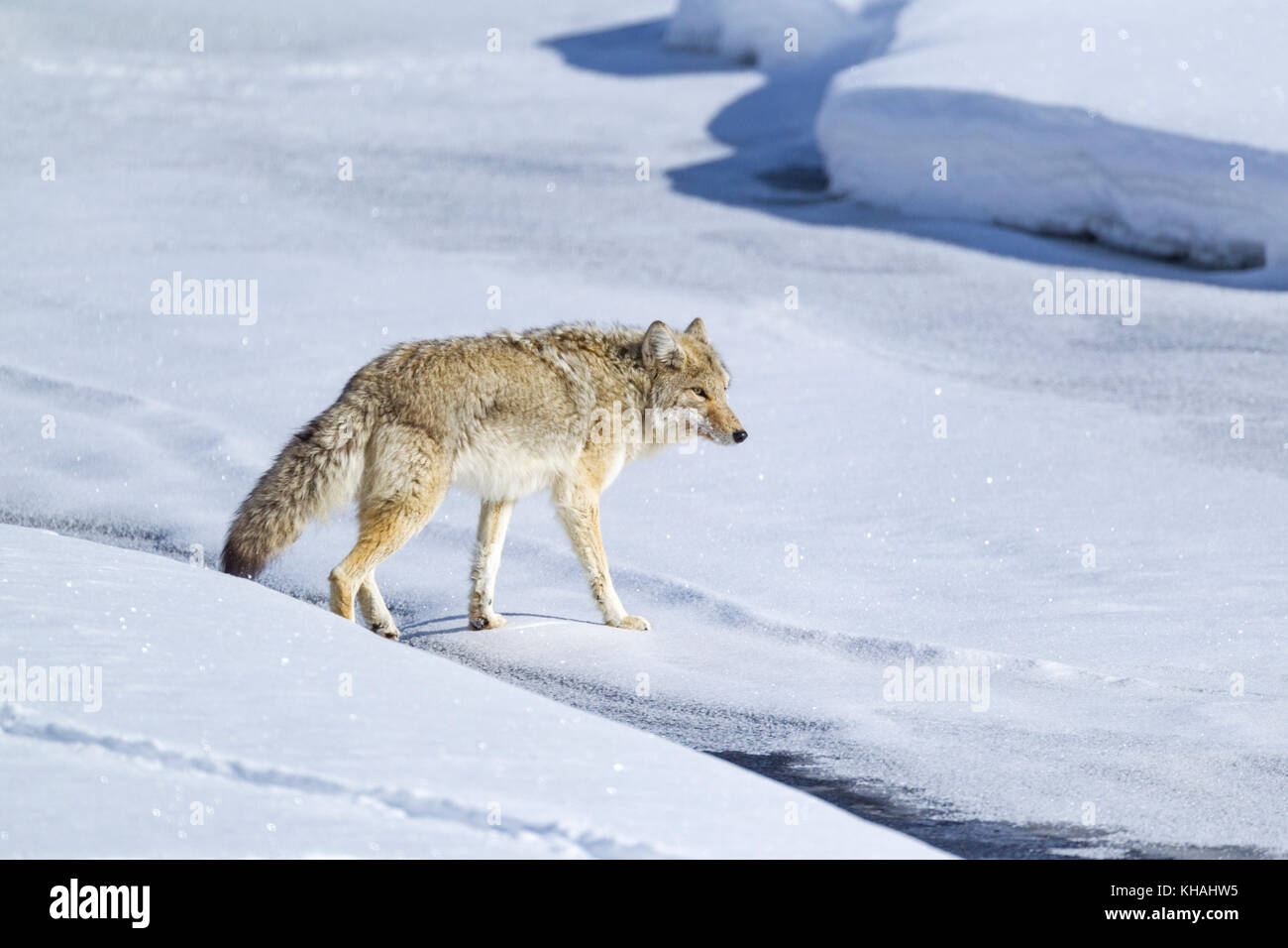 Coyote during winter in Yellowstone National Park Stock Photo - Alamy