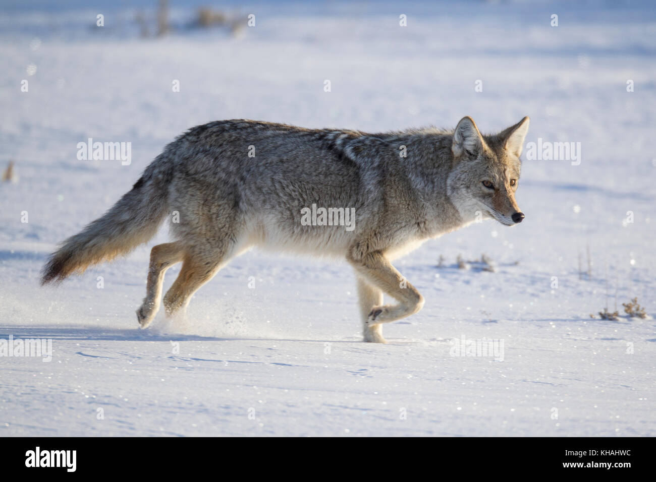 Coyote during winter in Yellowstone National Park Stock Photo - Alamy
