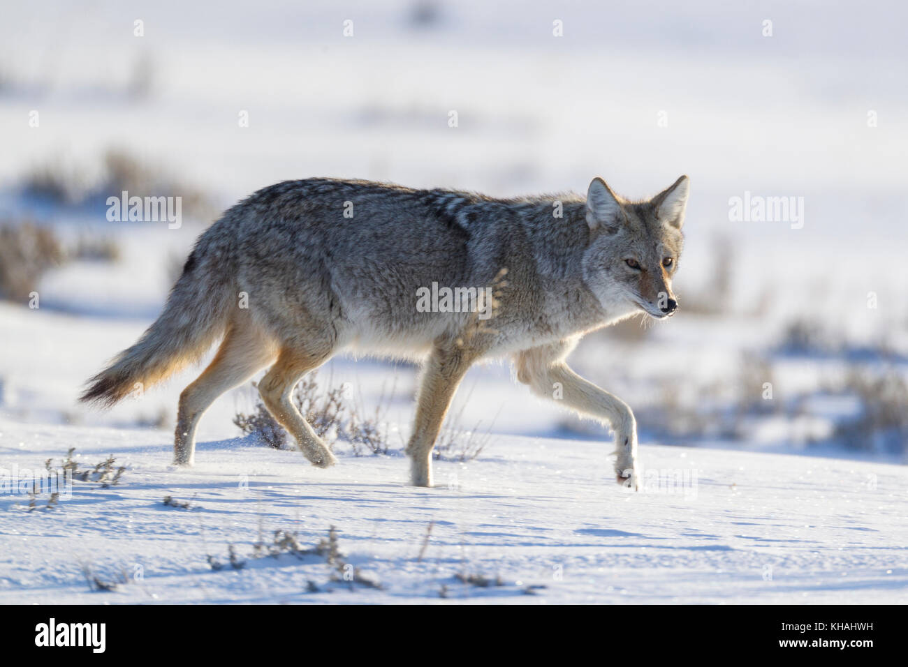 Coyote during winter in Yellowstone National Park Stock Photo - Alamy