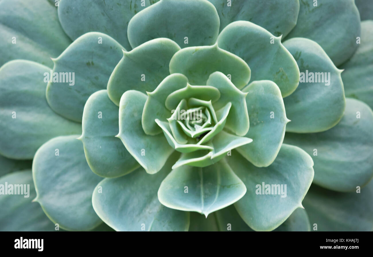 Echeveria setosa hi-res stock photography and images - Alamy
