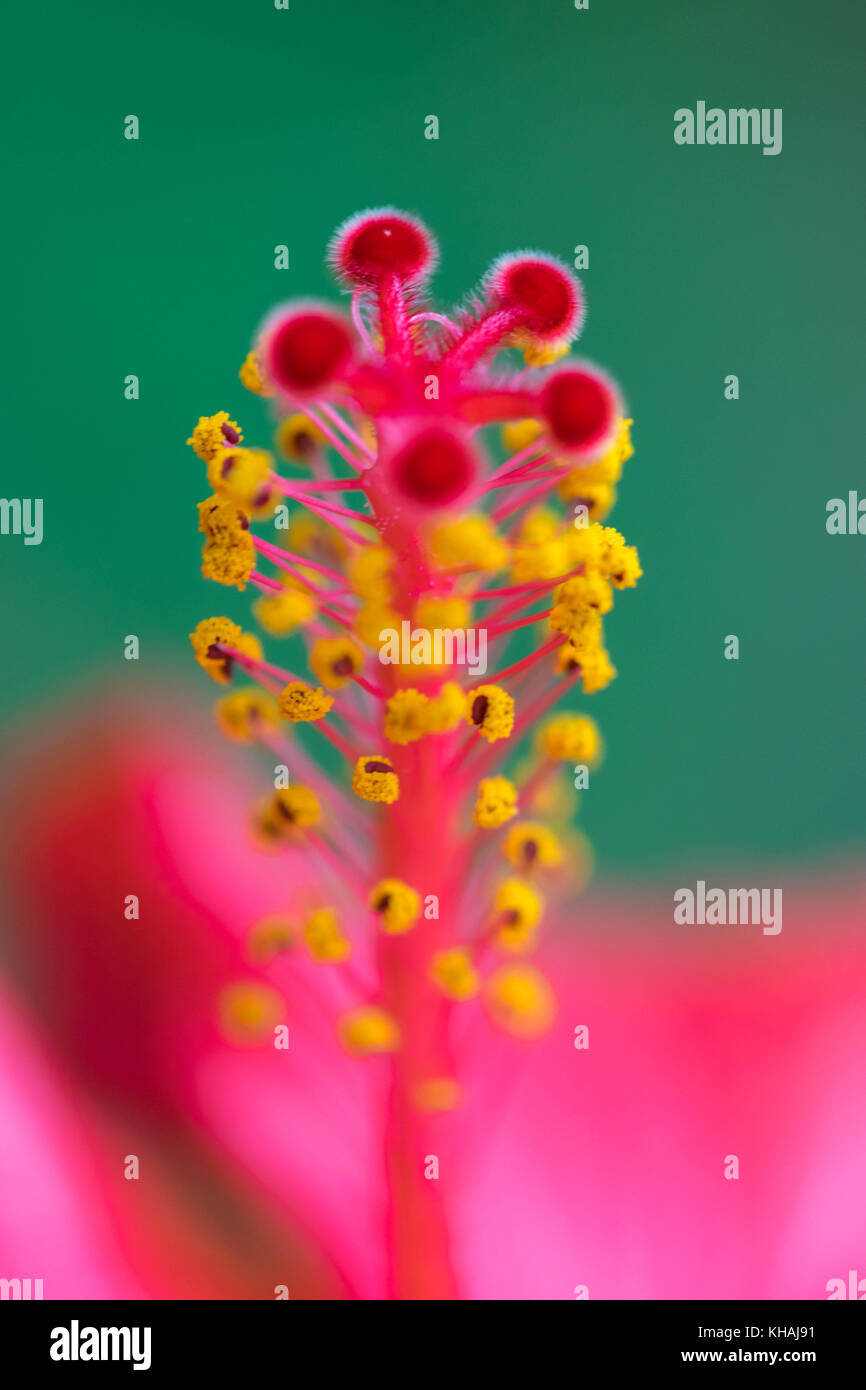 White chrysanthemum flower extreme close hi-res stock photography and ...