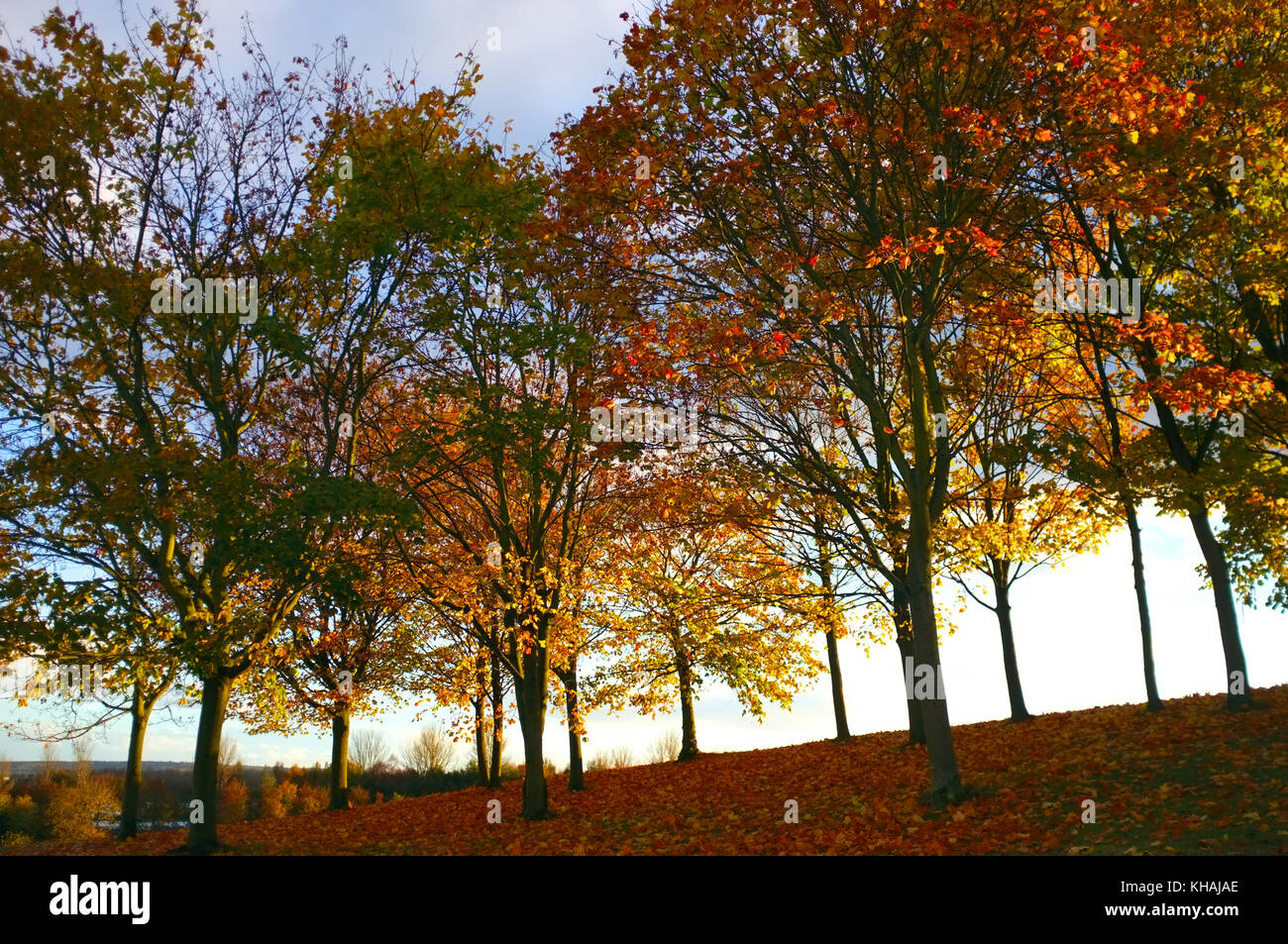 Autumn colours on trees in Willen Park, Milton Keynes, Buckinghamshire ...
