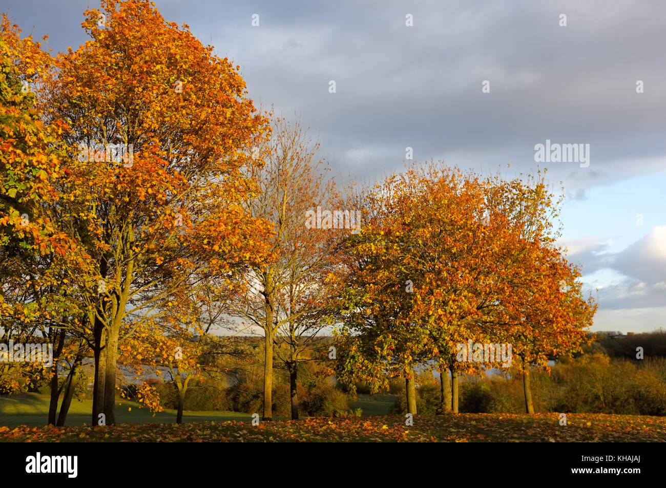 Milton keynes trees hi-res stock photography and images - Alamy