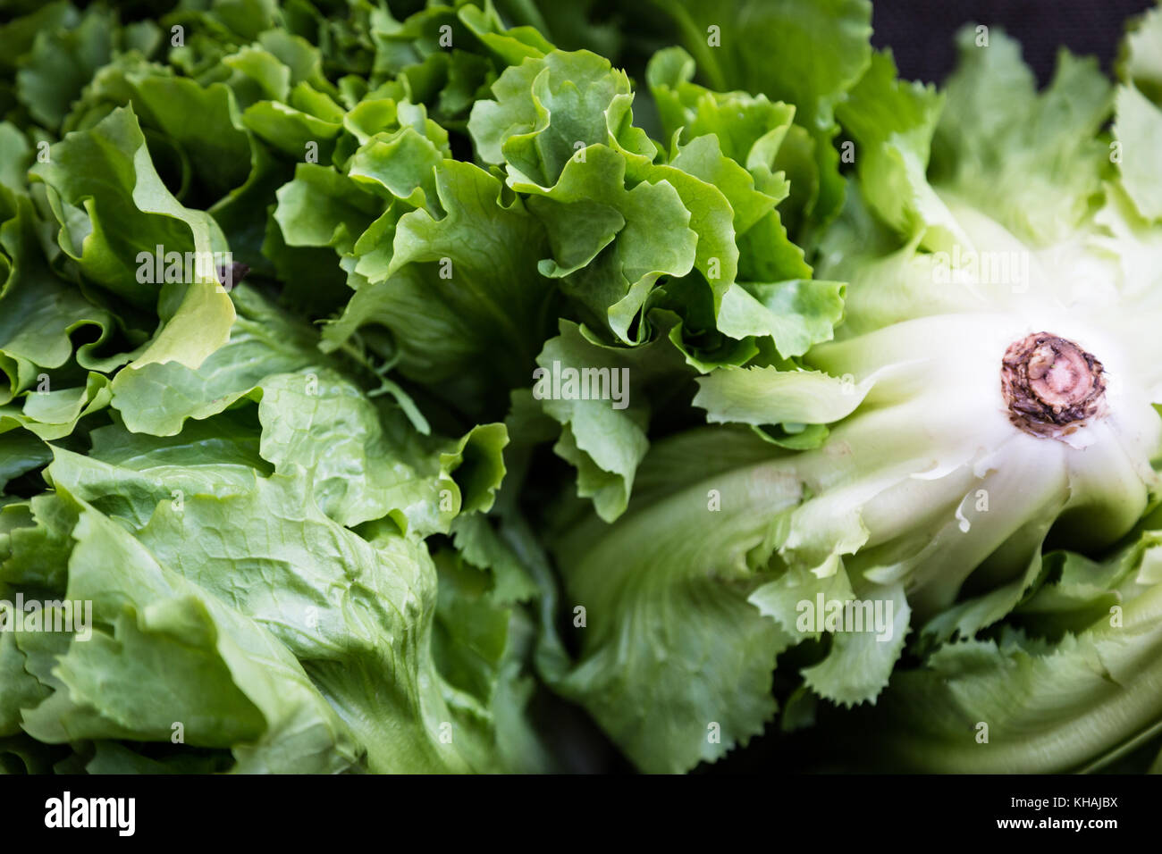 Fresh organic lettuce hi-res stock photography and images - Alamy