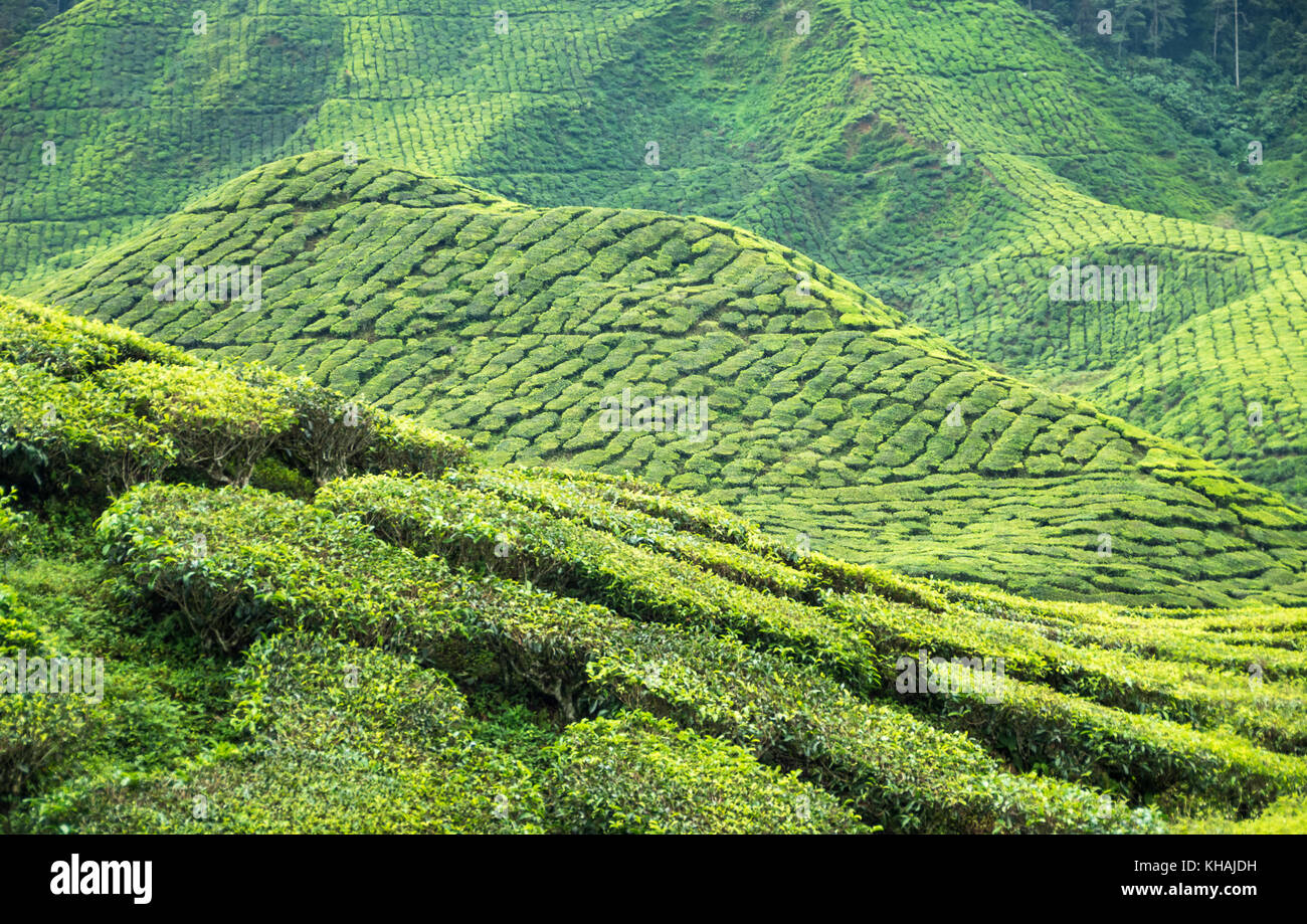 Cameron Highlands Tea Plantations Stock Photo - Alamy