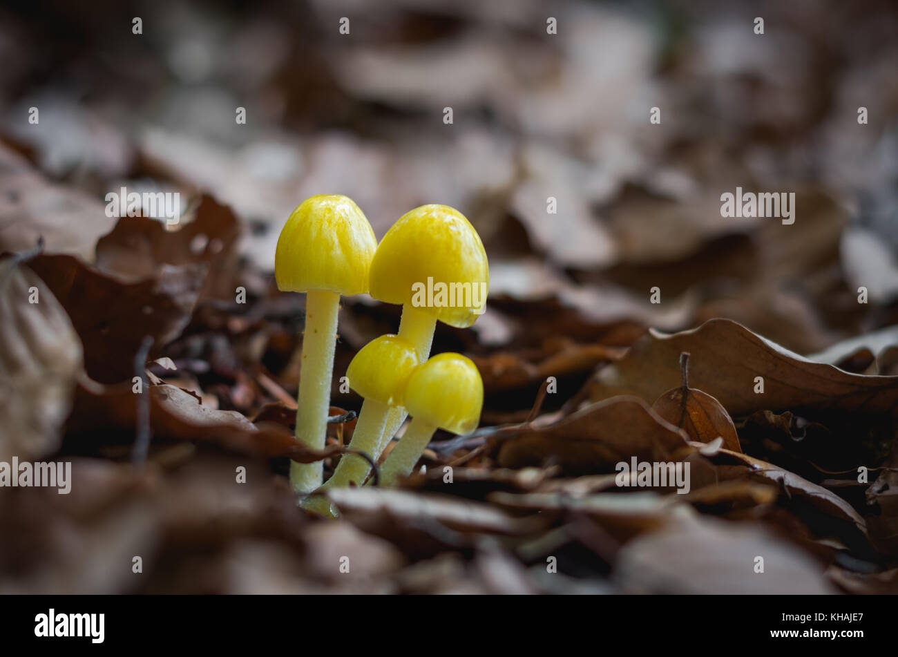 Yellow cap fungi hi-res stock photography and images - Alamy