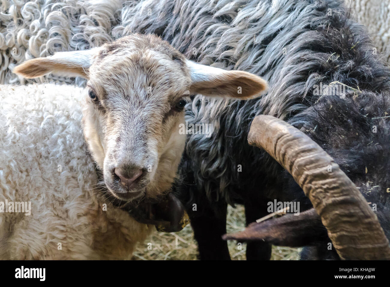 Portrait of a young Goat looking in front Stock Photo - Alamy