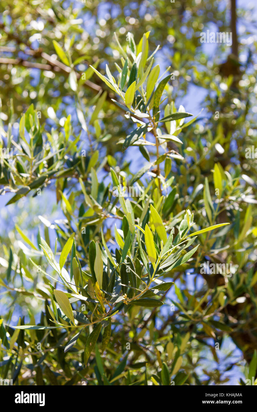 close up of olive tree leafs in the nature Stock Photo - Alamy