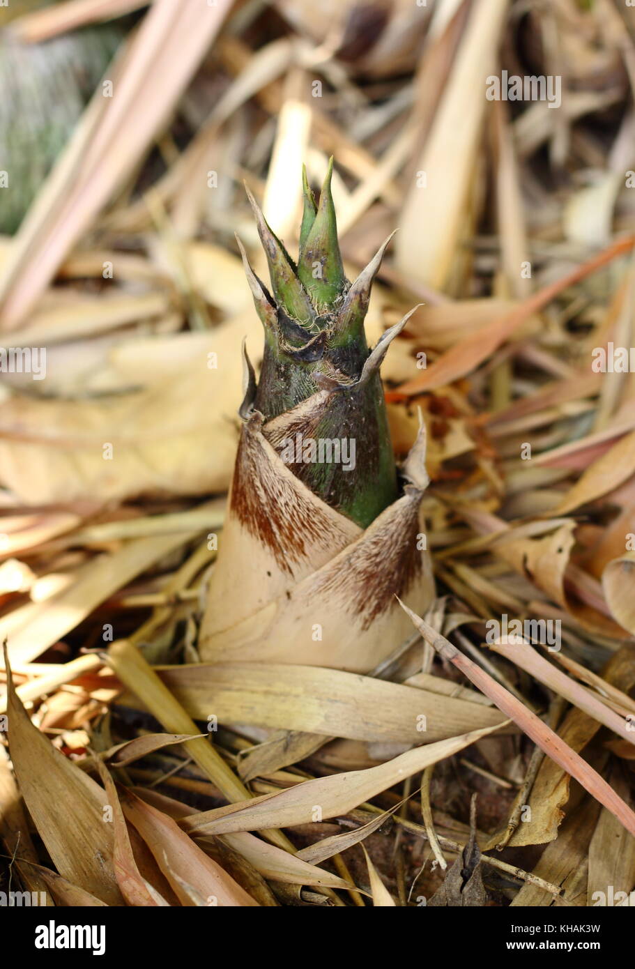 Nature bamboo hi-res stock photography and images - Alamy