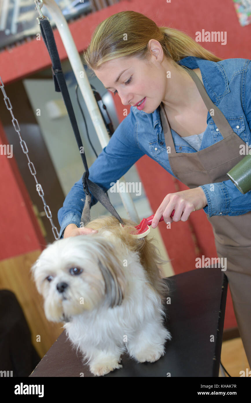 dog getting brushed in a grooming salon Stock Photo - Alamy