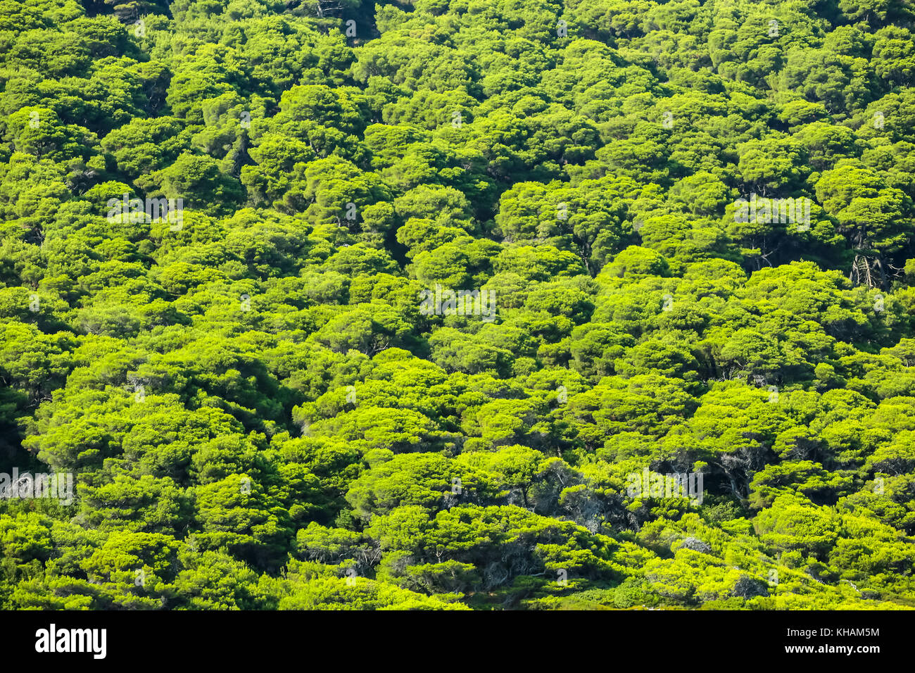 Aerial view of green treetops hi-res stock photography and images - Alamy
