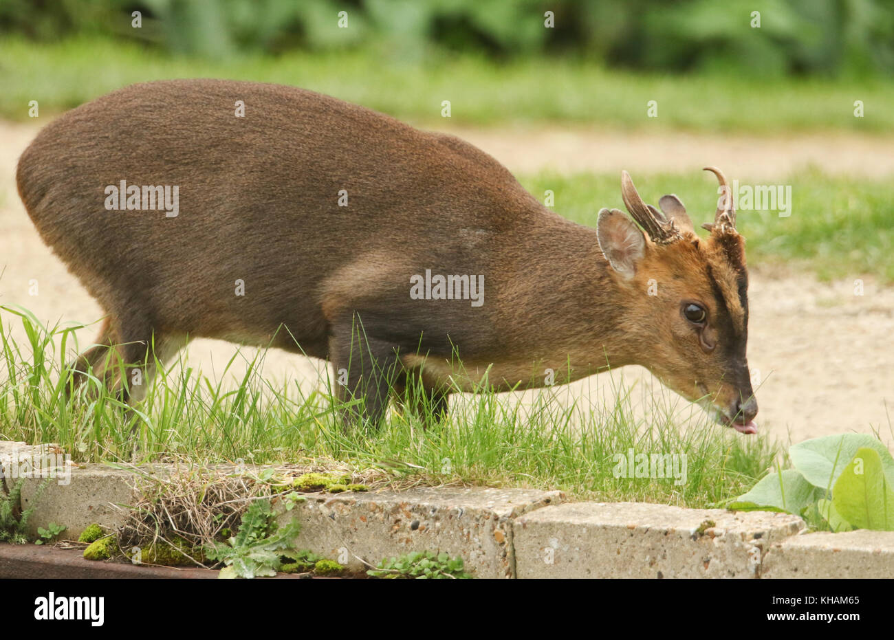 A stunning wild stag Muntjac Deer (Muntiacus reevesi) feeding at the ...