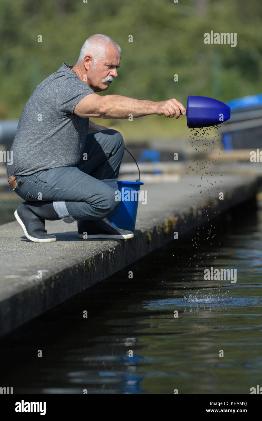 senior man feeding fish in aqua farm Stock Photo - Alamy