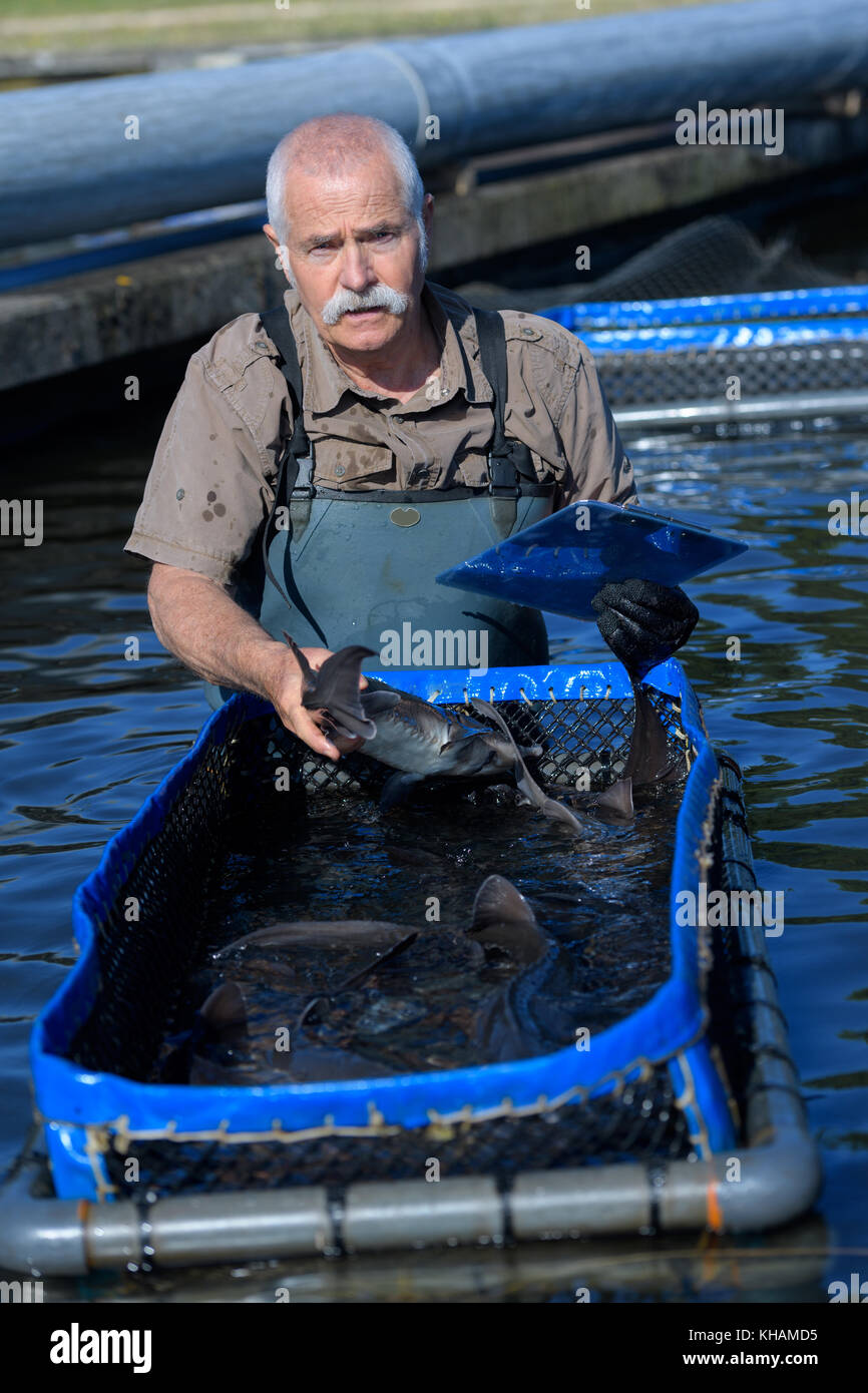 fish farmer catching the fish Stock Photo - Alamy