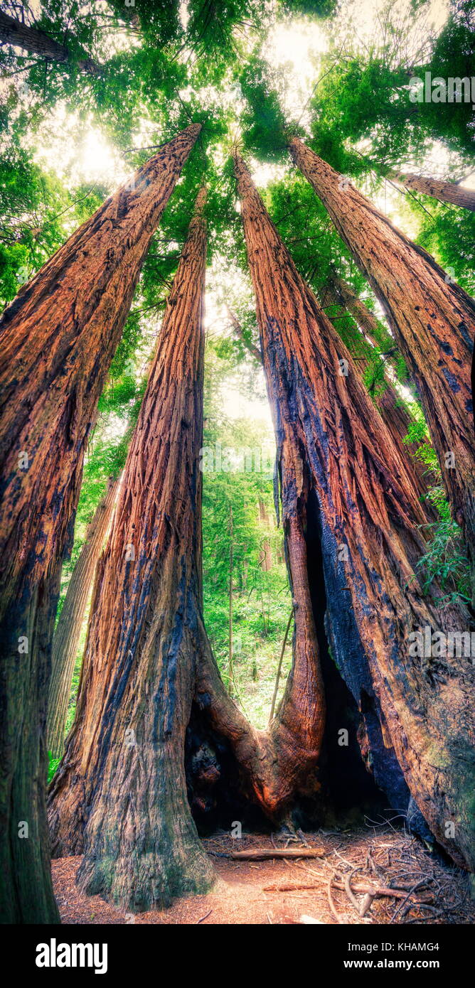 Redwoods trees in the national park in California Stock Photo - Alamy