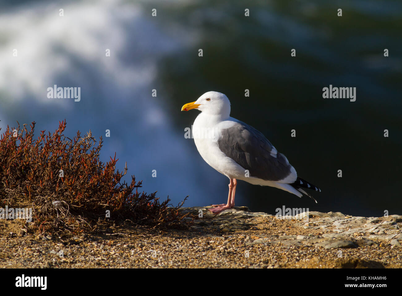 USA, California, Monterey Bay, California gull Stock Photo - Alamy