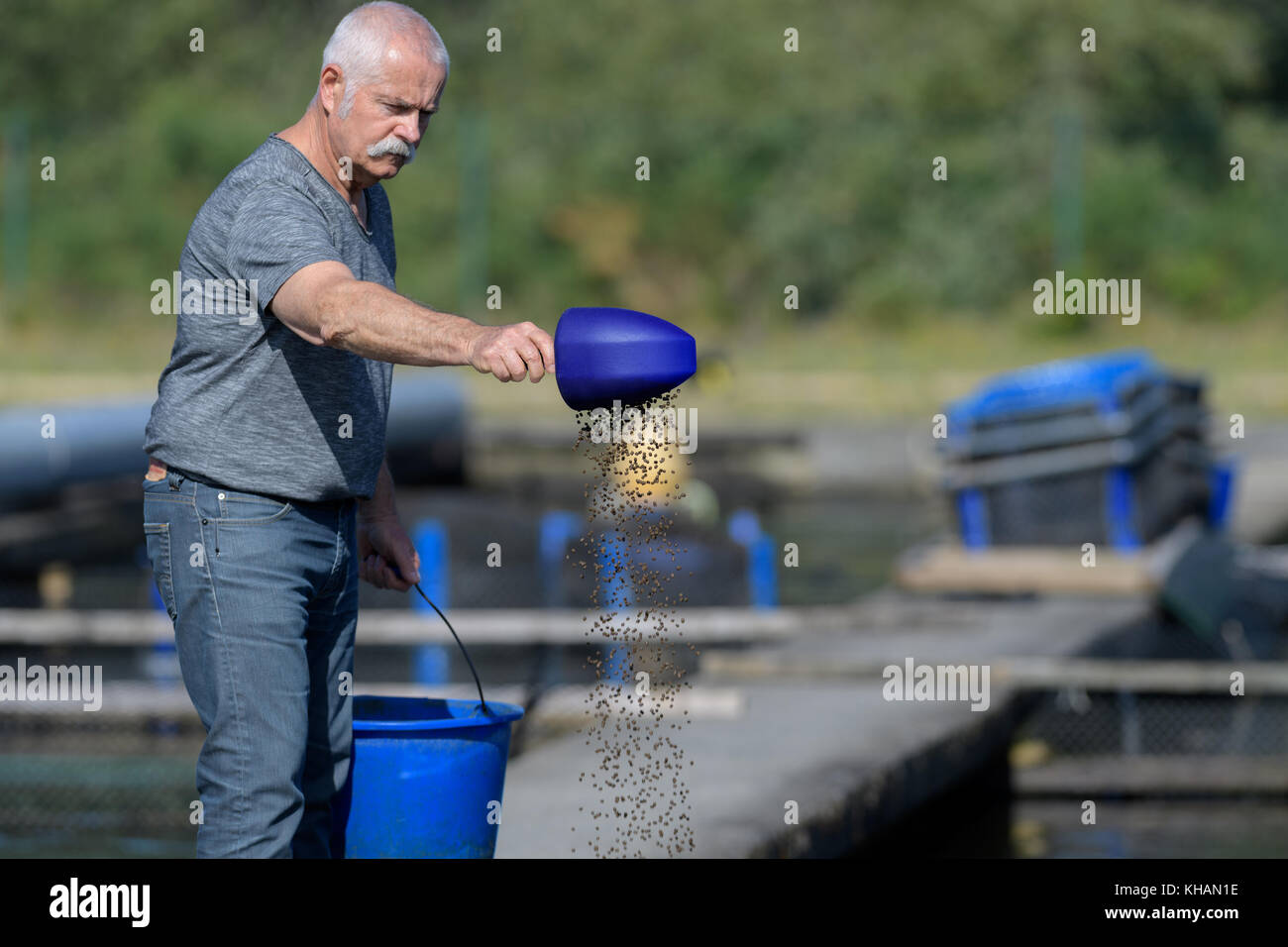 senior worker feeding fishes Stock Photo - Alamy