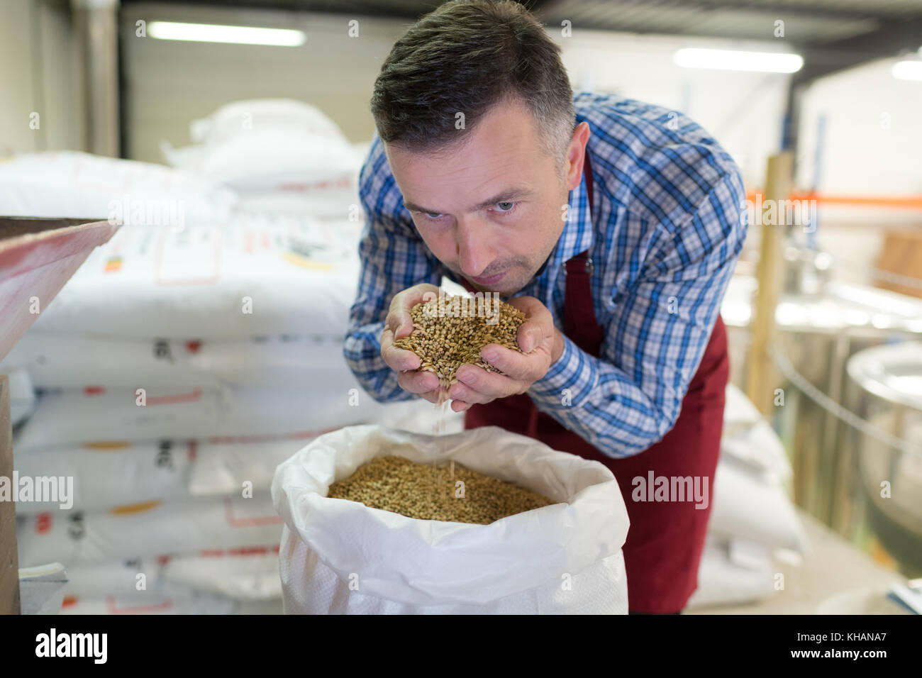 brewery worker smelling beer malt Stock Photo - Alamy