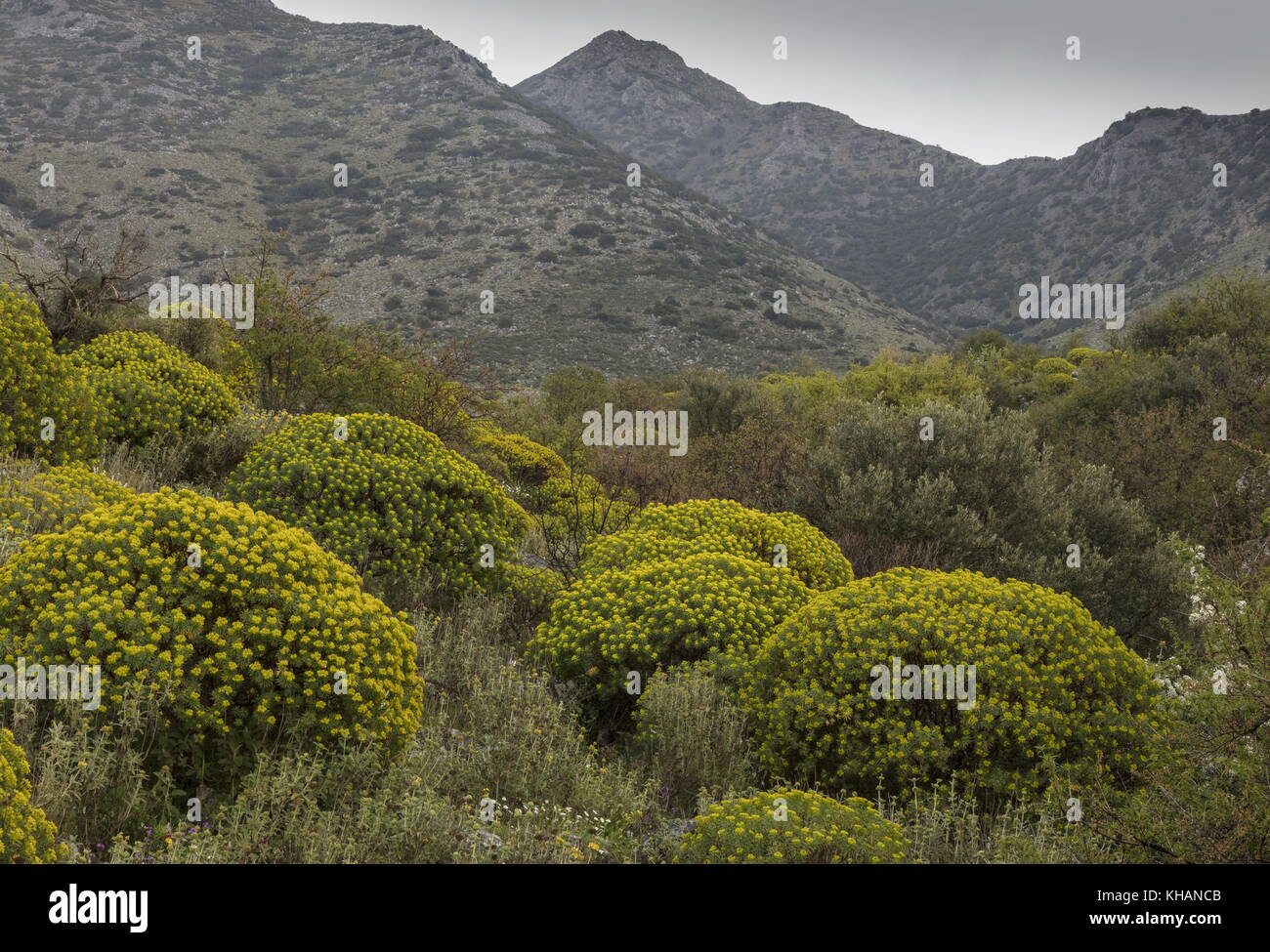 Spring flowers in the Mani peninsula, dominated by spurges. Peloponnese ...