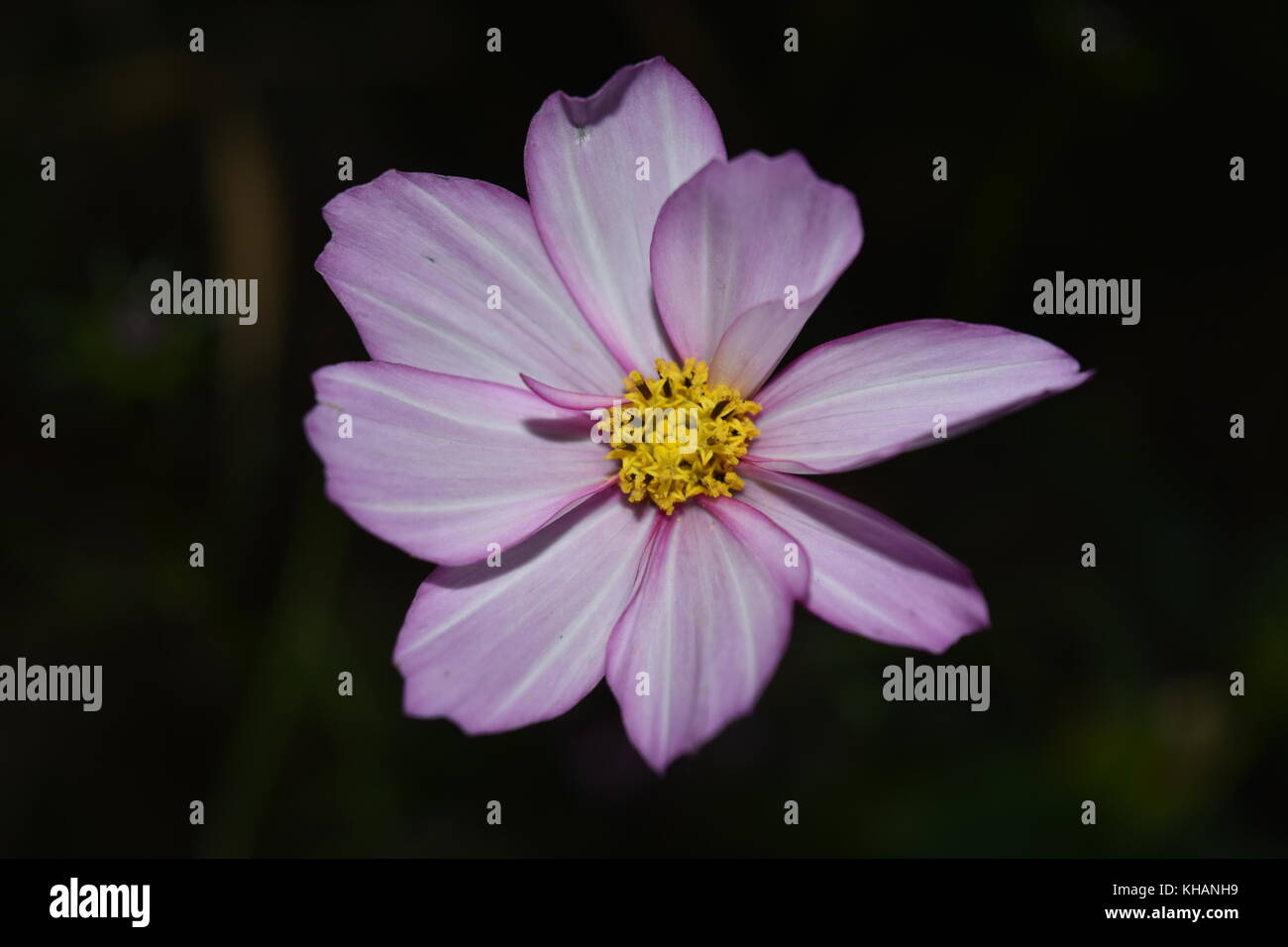Pink cosmo in the summer Stock Photo - Alamy