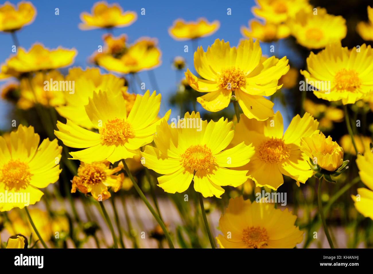 Yellow Daisies High Resolution Stock Photography and Images - Alamy