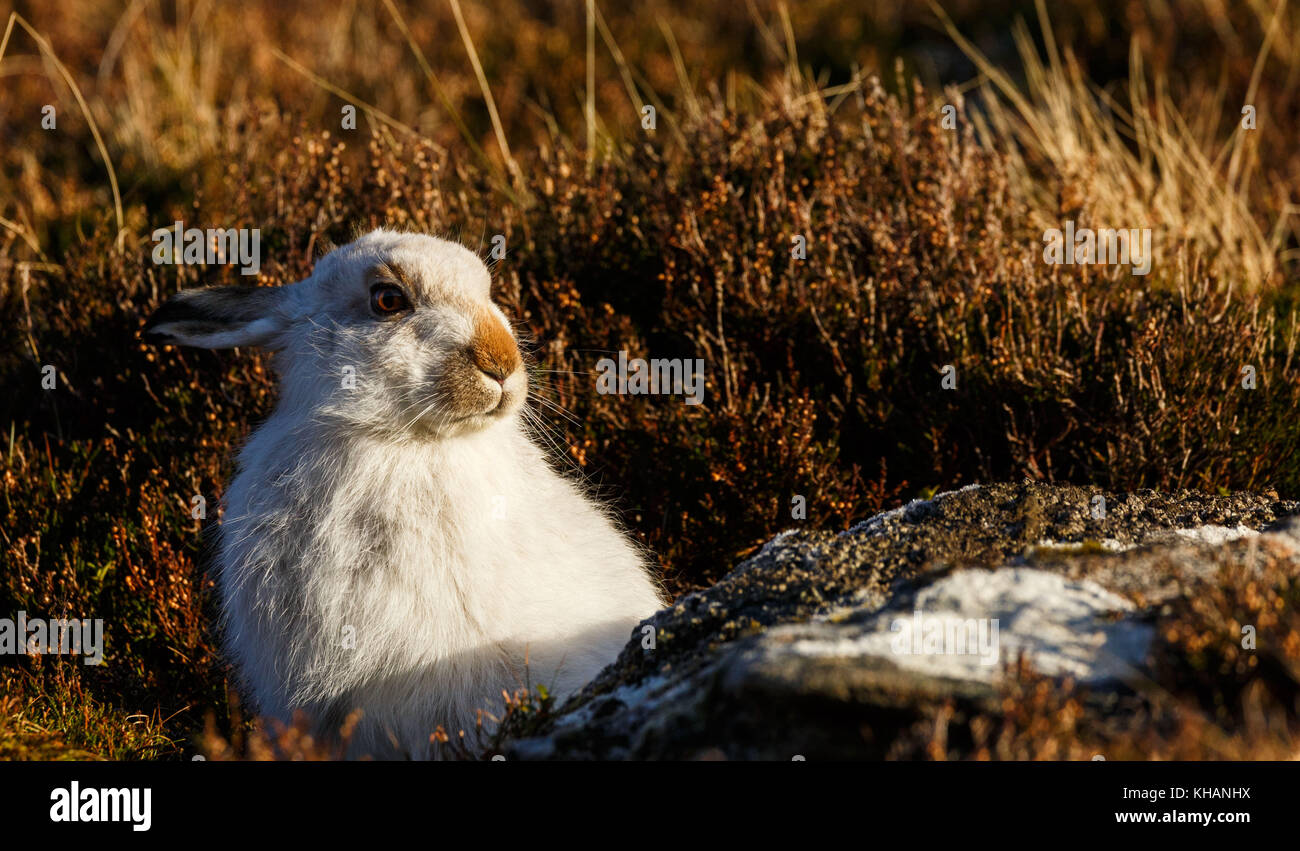 Seated hare hi-res stock photography and images - Alamy