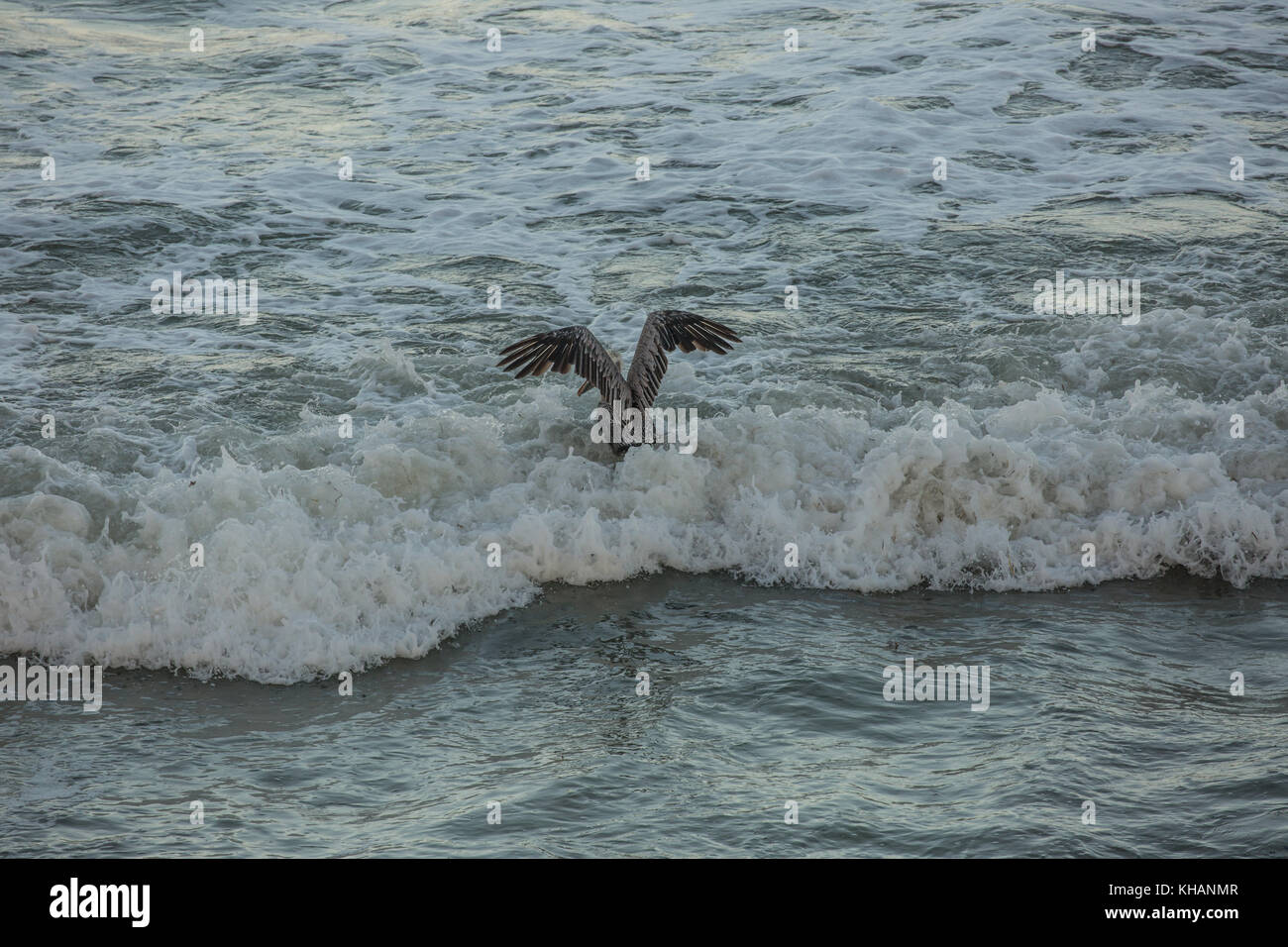 Pelican fishing in the surf Stock Photo - Alamy