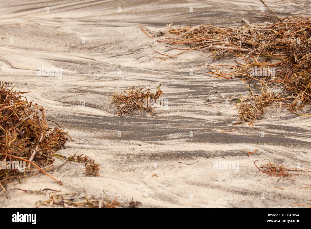 Abstract sand art with seaweed Stock Photo - Alamy
