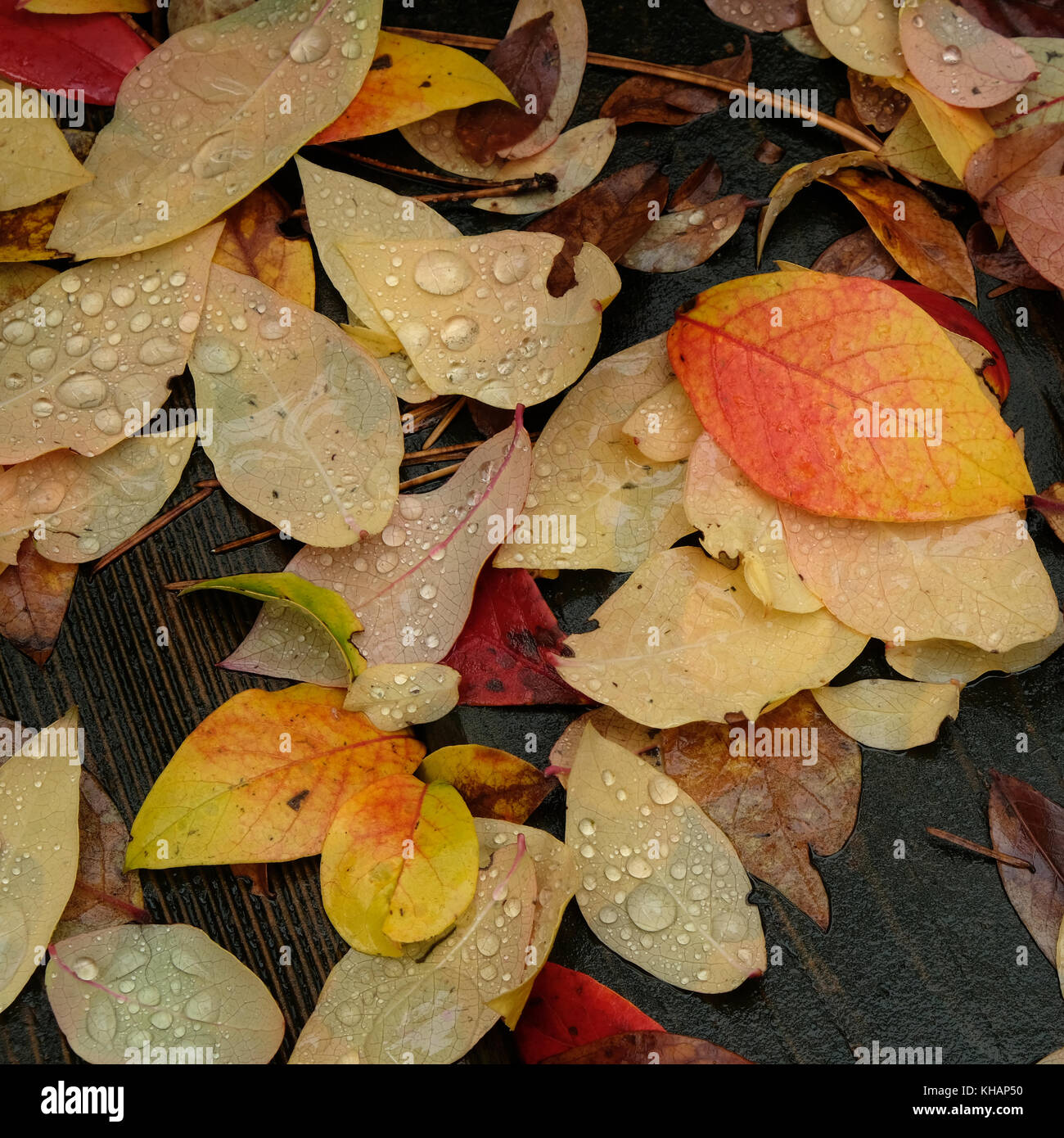 Multi coloured leaves hi-res stock photography and images - Alamy
