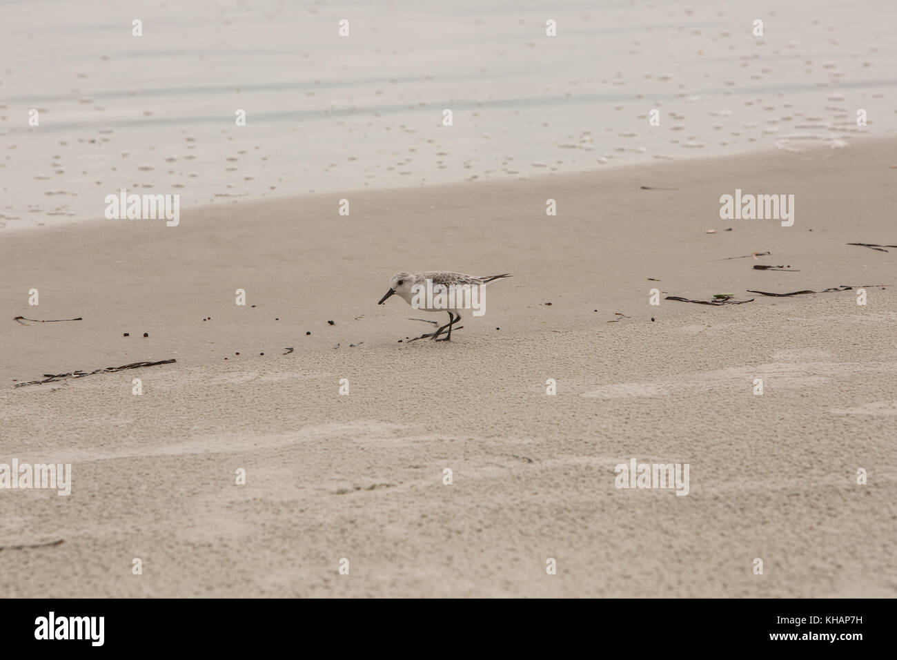 Sandpiper digging for food Stock Photo - Alamy
