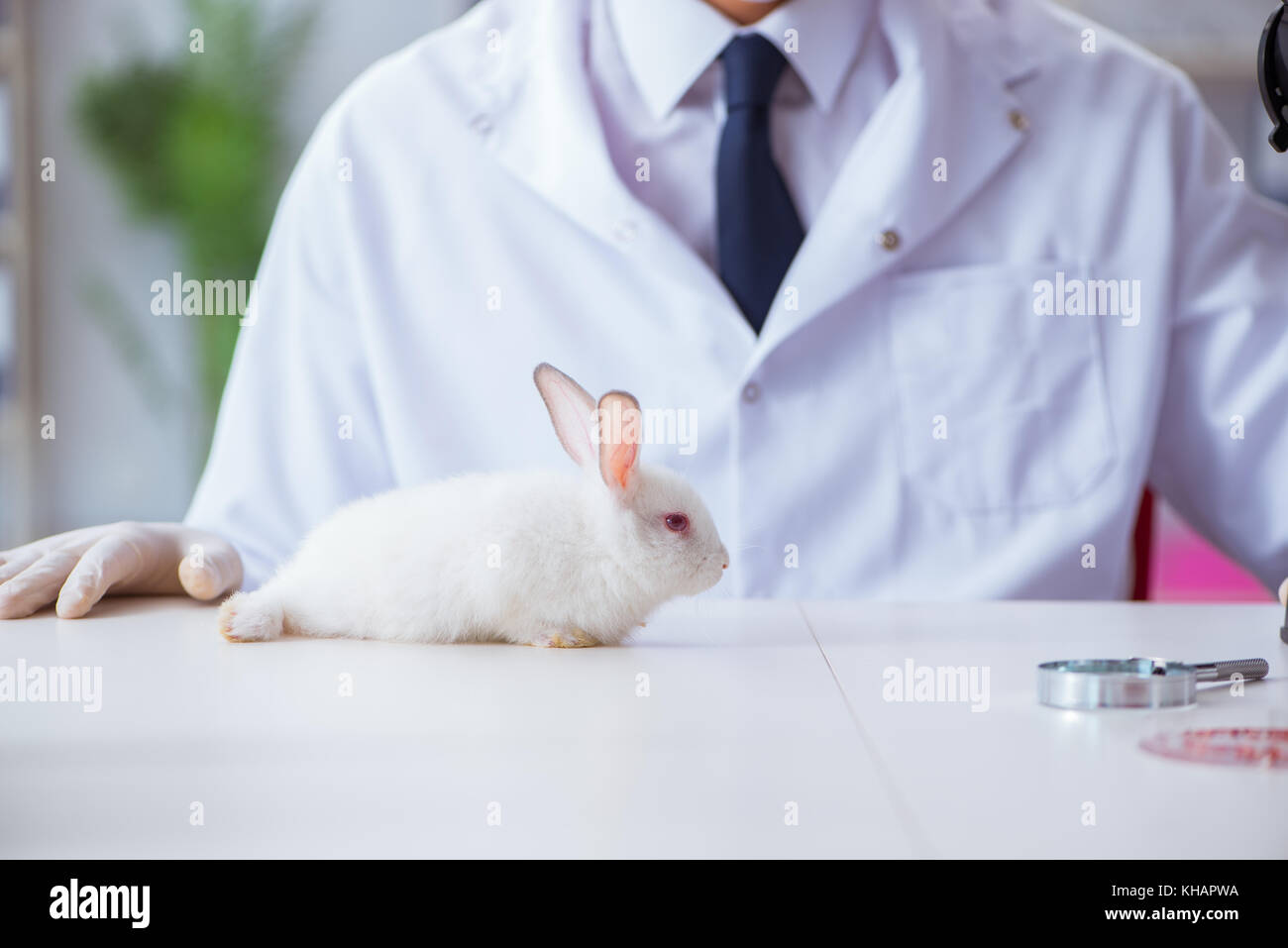Vet doctor examining rabbit in pet hospital Stock Photo - Alamy