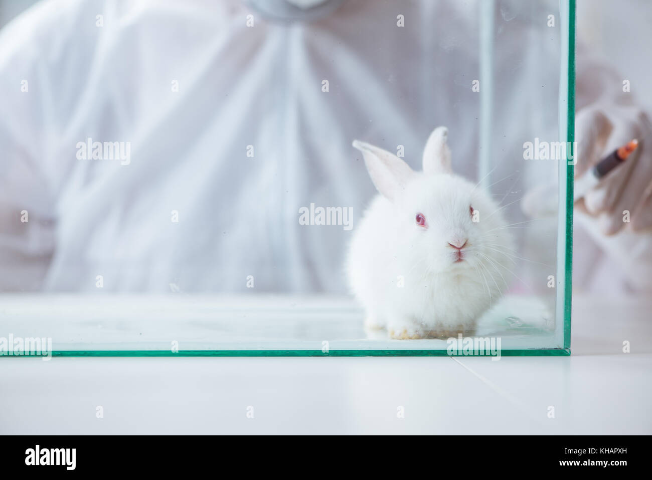 White rabbit in scientific lab experiment Stock Photo - Alamy