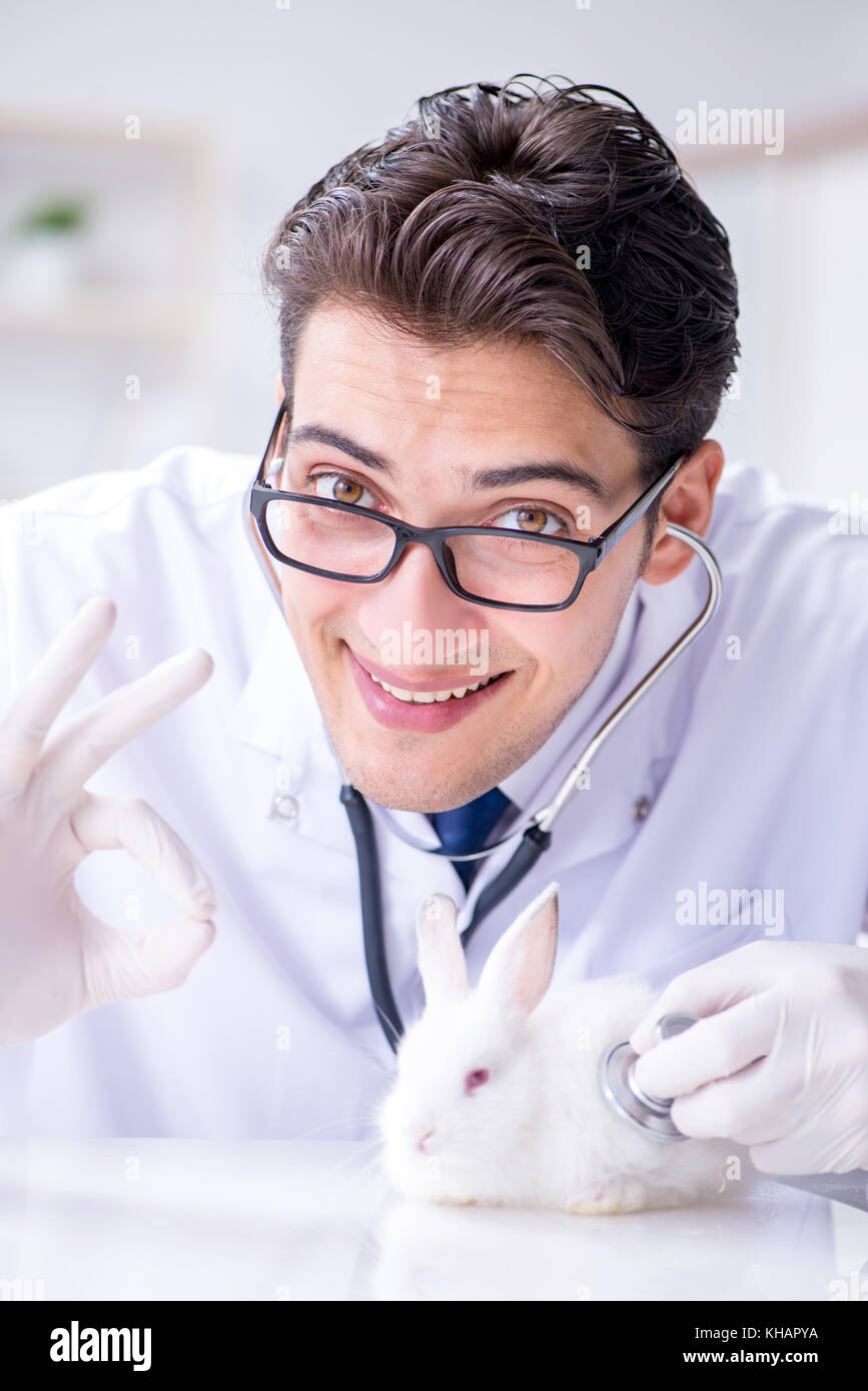 Vet doctor examining rabbit in pet hospital Stock Photo - Alamy