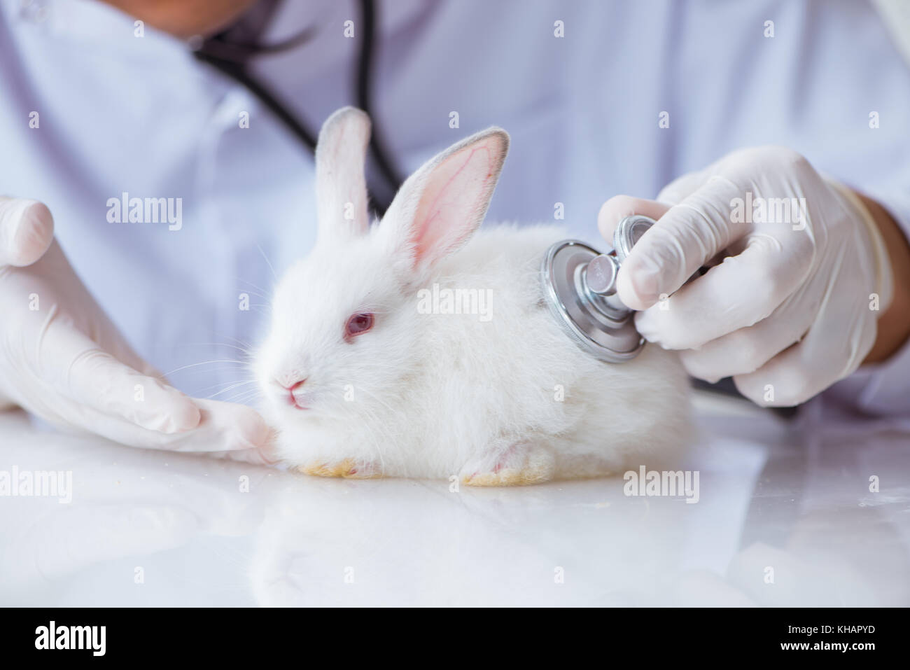Vet doctor examining rabbit in pet hospital Stock Photo - Alamy