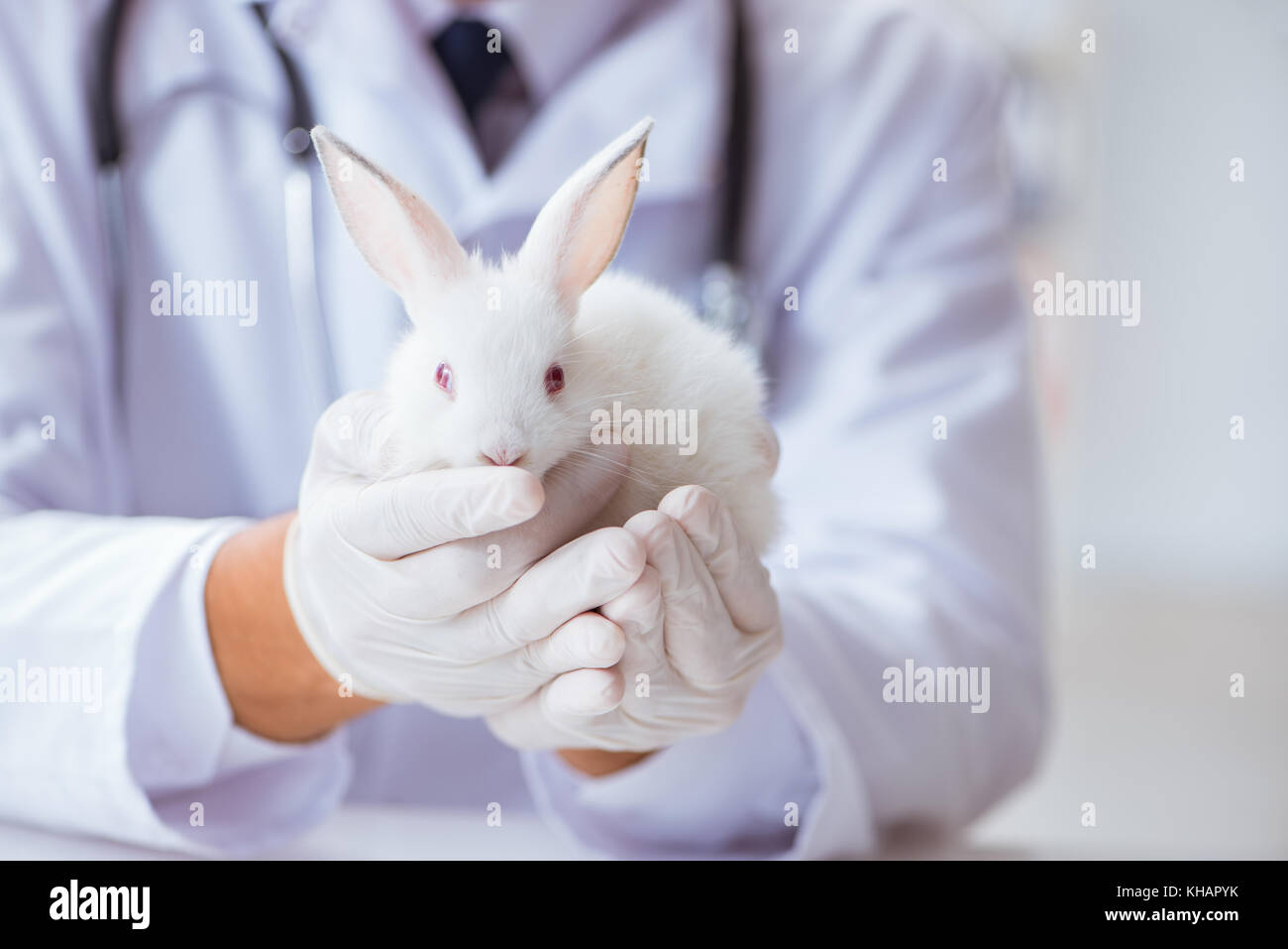 Vet doctor examining rabbit in pet hospital Stock Photo - Alamy