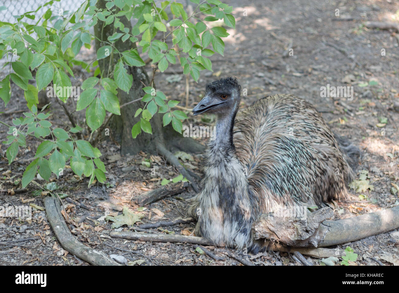 Sitting emu hi-res stock photography and images - Alamy