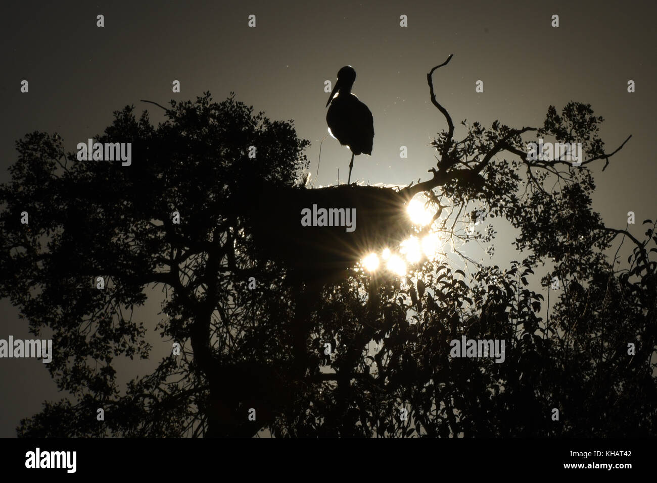 Madrid, Spain. 14th Nov, 2017. According the Spanish Ornithological ...