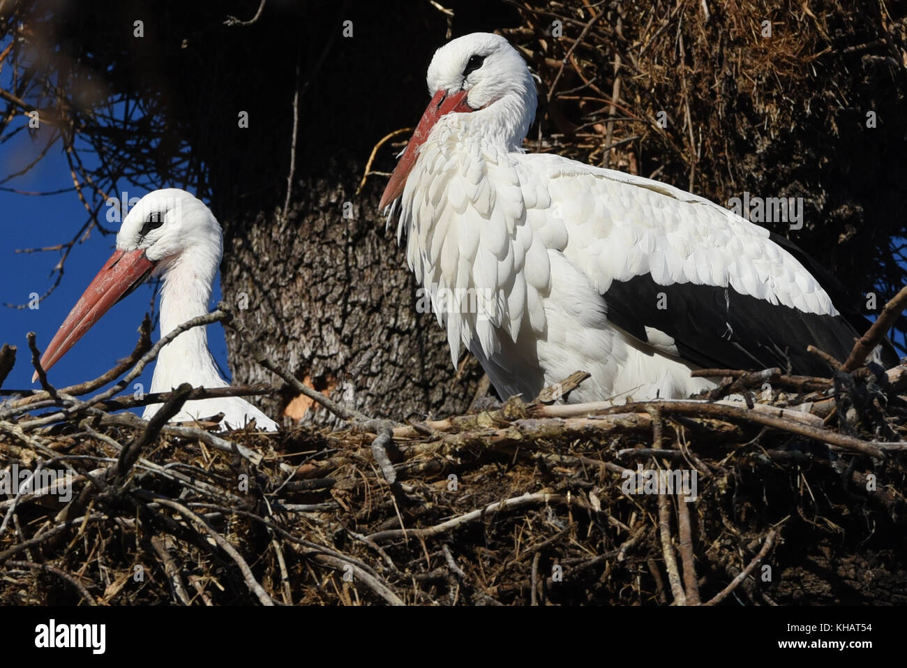 Madrid, Spain. 14th Nov, 2017. According the Spanish Ornithological ...