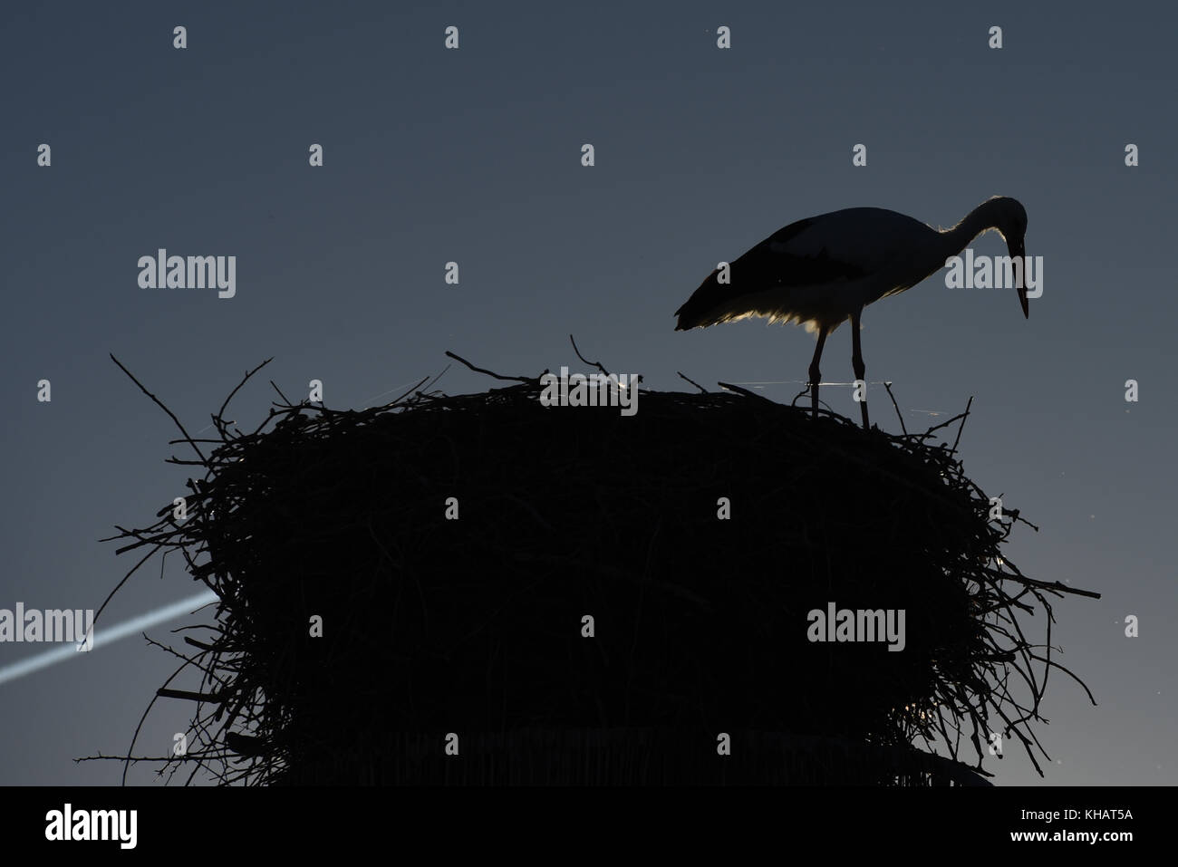 Madrid, Spain. 14th Nov, 2017. According the Spanish Ornithological ...