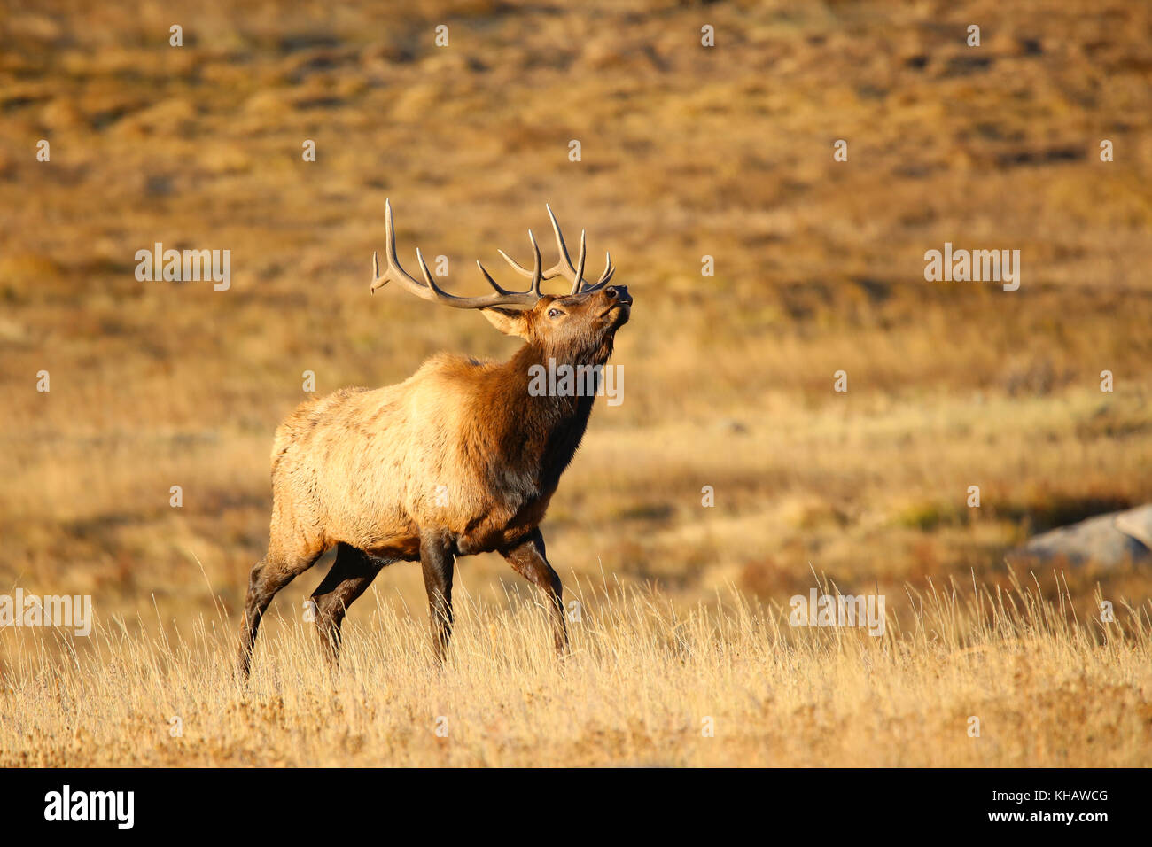 Bull elk with antlers in Rocky Mountain National Park, Colorado Stock ...