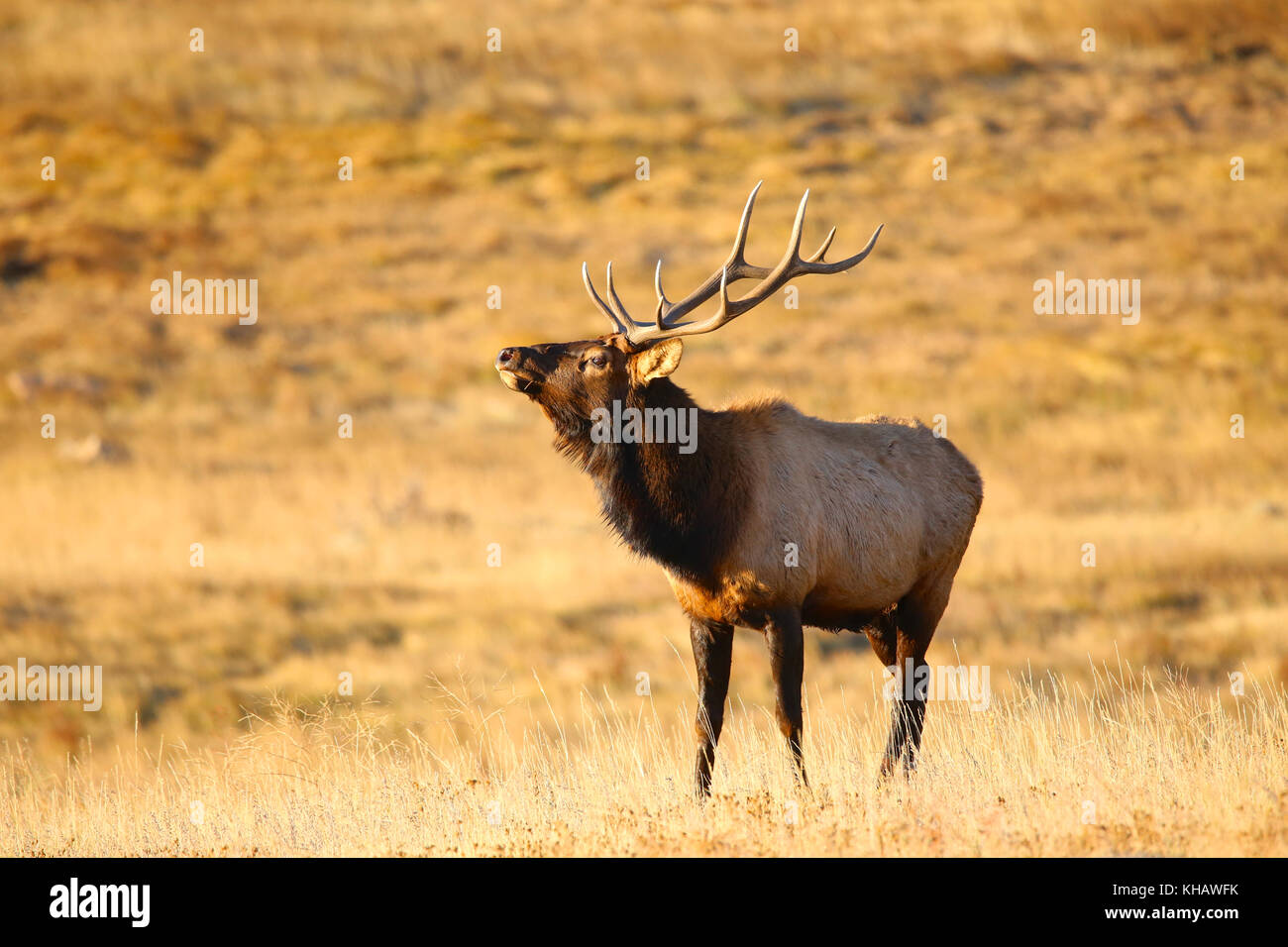 Bull elk with antlers in Rocky Mountain National Park, Colorado Stock ...