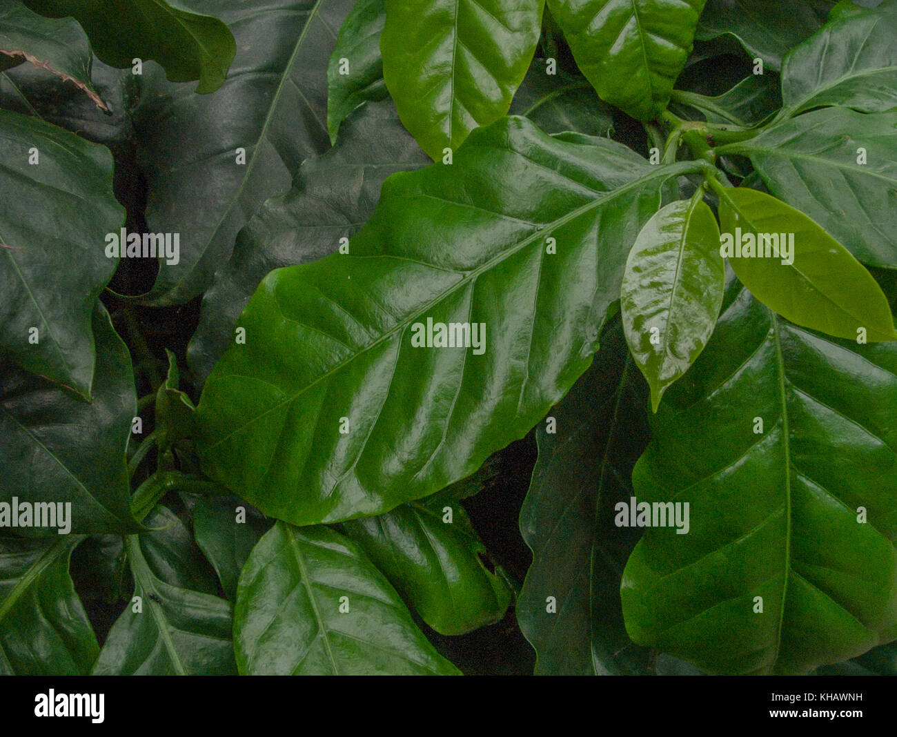 Foliage caffea hi-res stock photography and images - Alamy