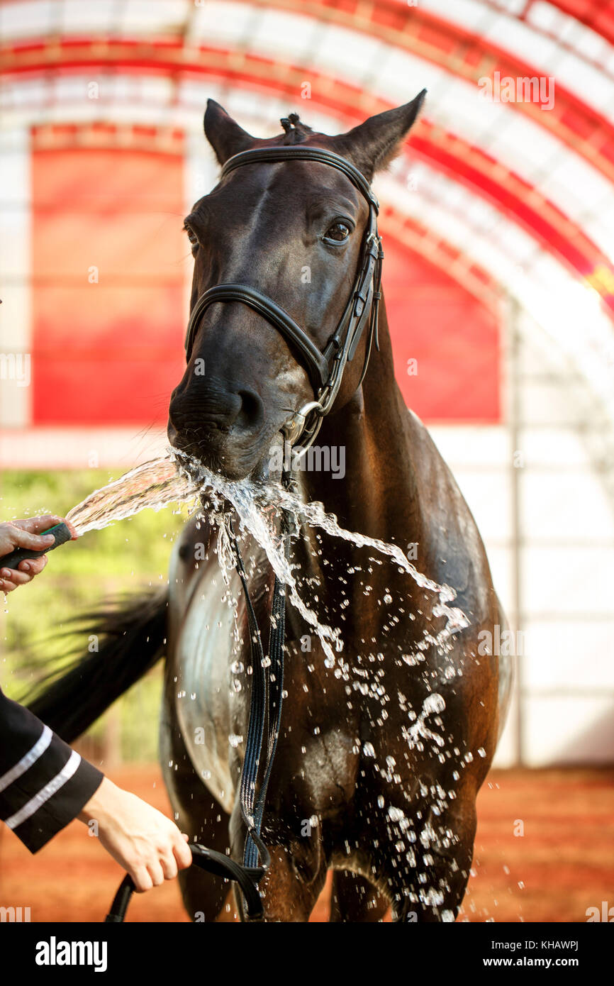 The jockey sings the horse with water after training. A pedigree horse ...
