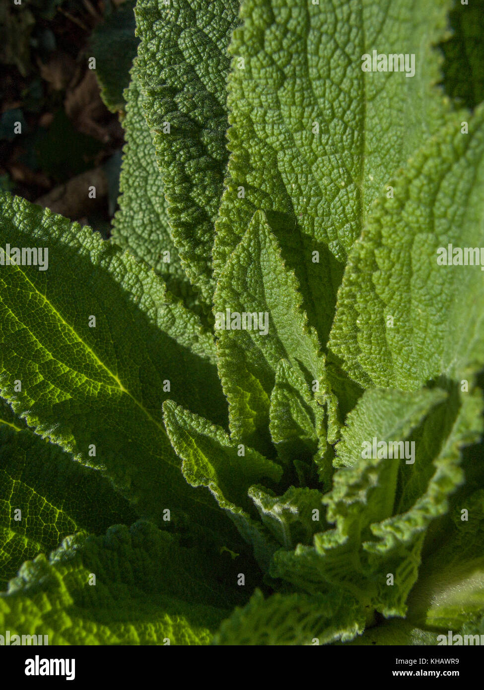 Digitalis Purpurea Leaves High Resolution Stock Photography and Images ...