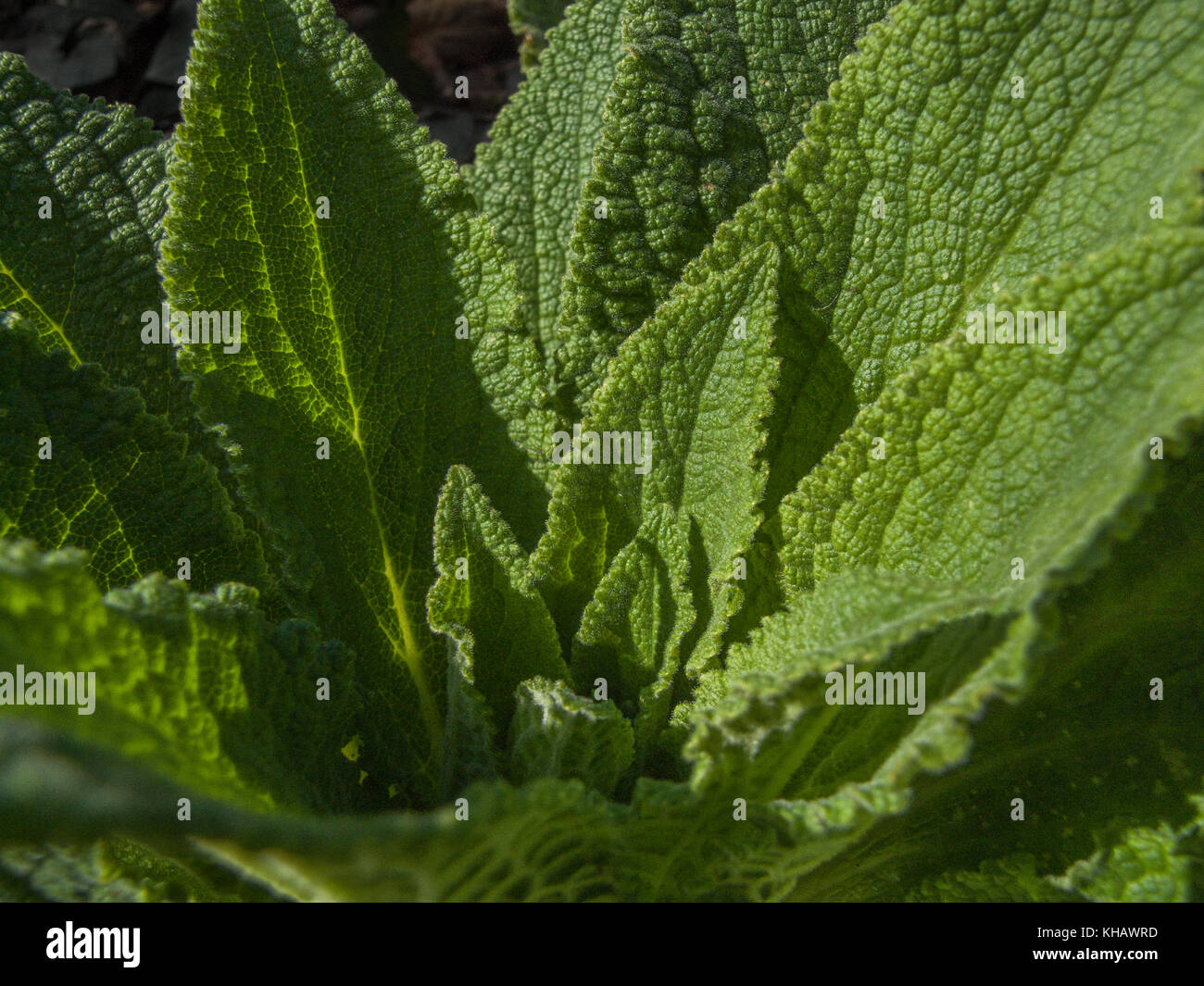 Digitalis Purpurea Leaves High Resolution Stock Photography and Images ...